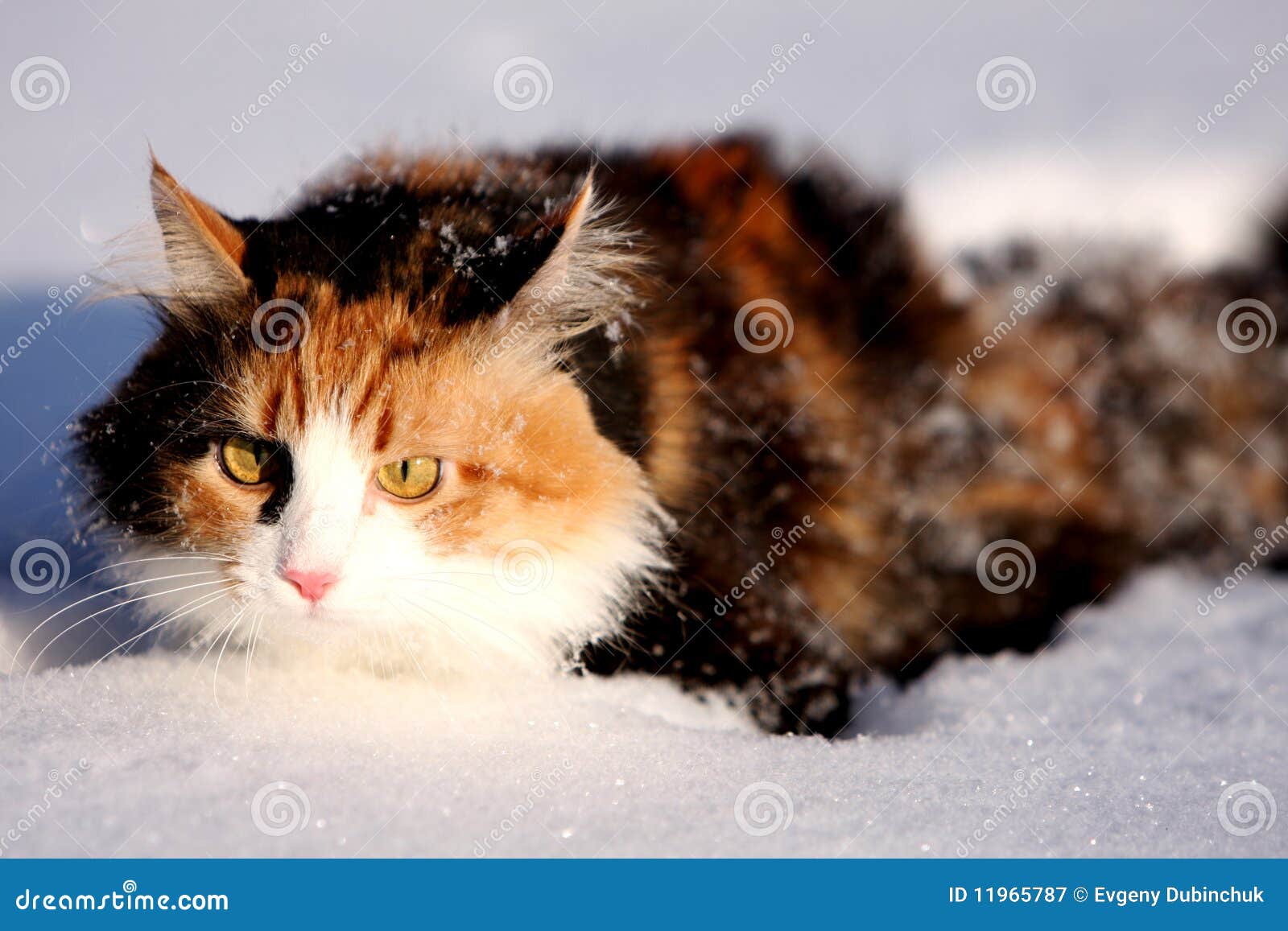 Gatto della neve immagine stock. Immagine di felino, striato - 11965787