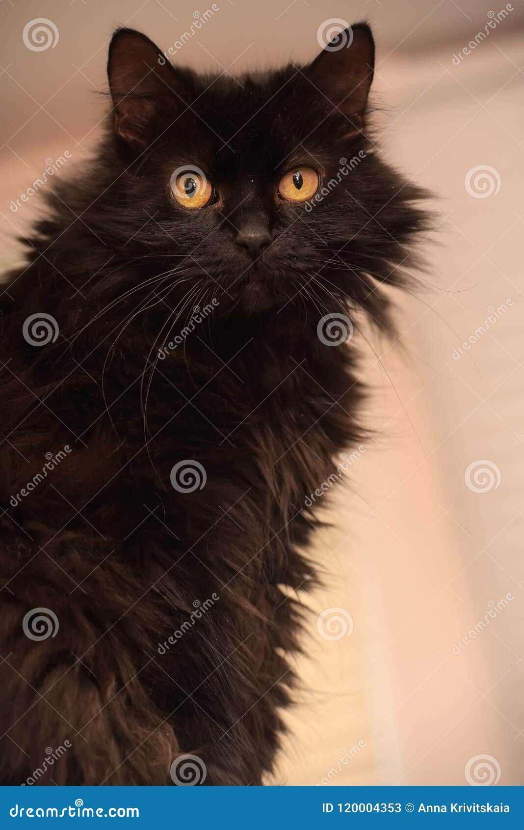 Gatto Della Razza Chantilly Tiffany Immagine Stock - Immagine di ...