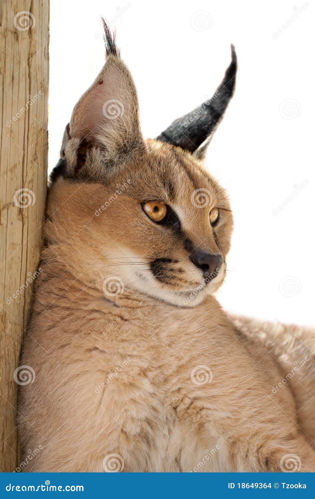 Gatto di Caracal fotografia stock. Immagine di nave, lato - 18649364