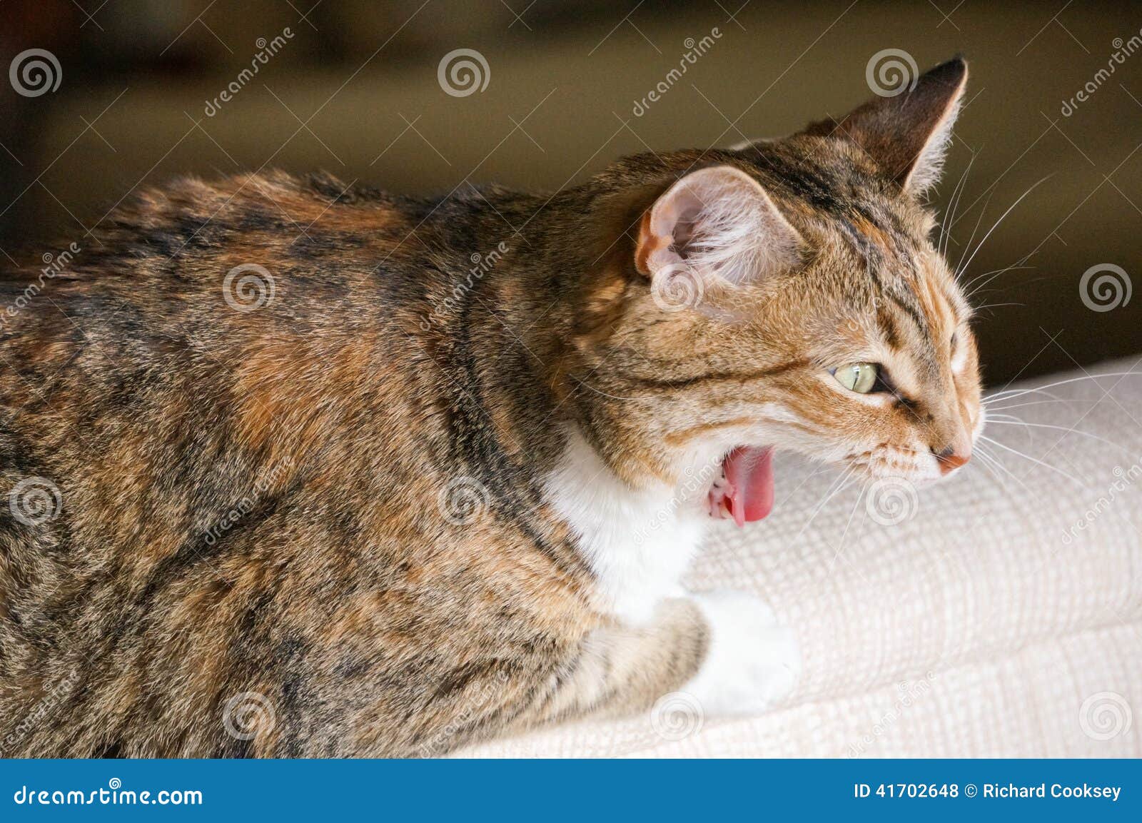 Gatto di grido fotografia stock. Immagine di grido, grida - 41702648