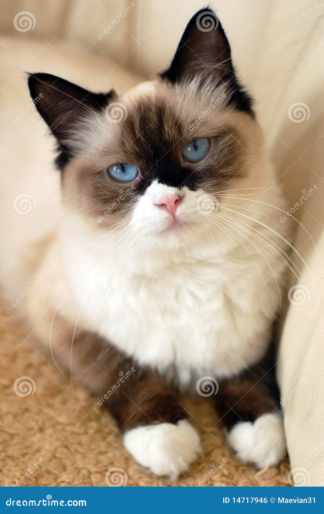 Gatto di Ragdoll fotografia stock. Immagine di animale - 14717946