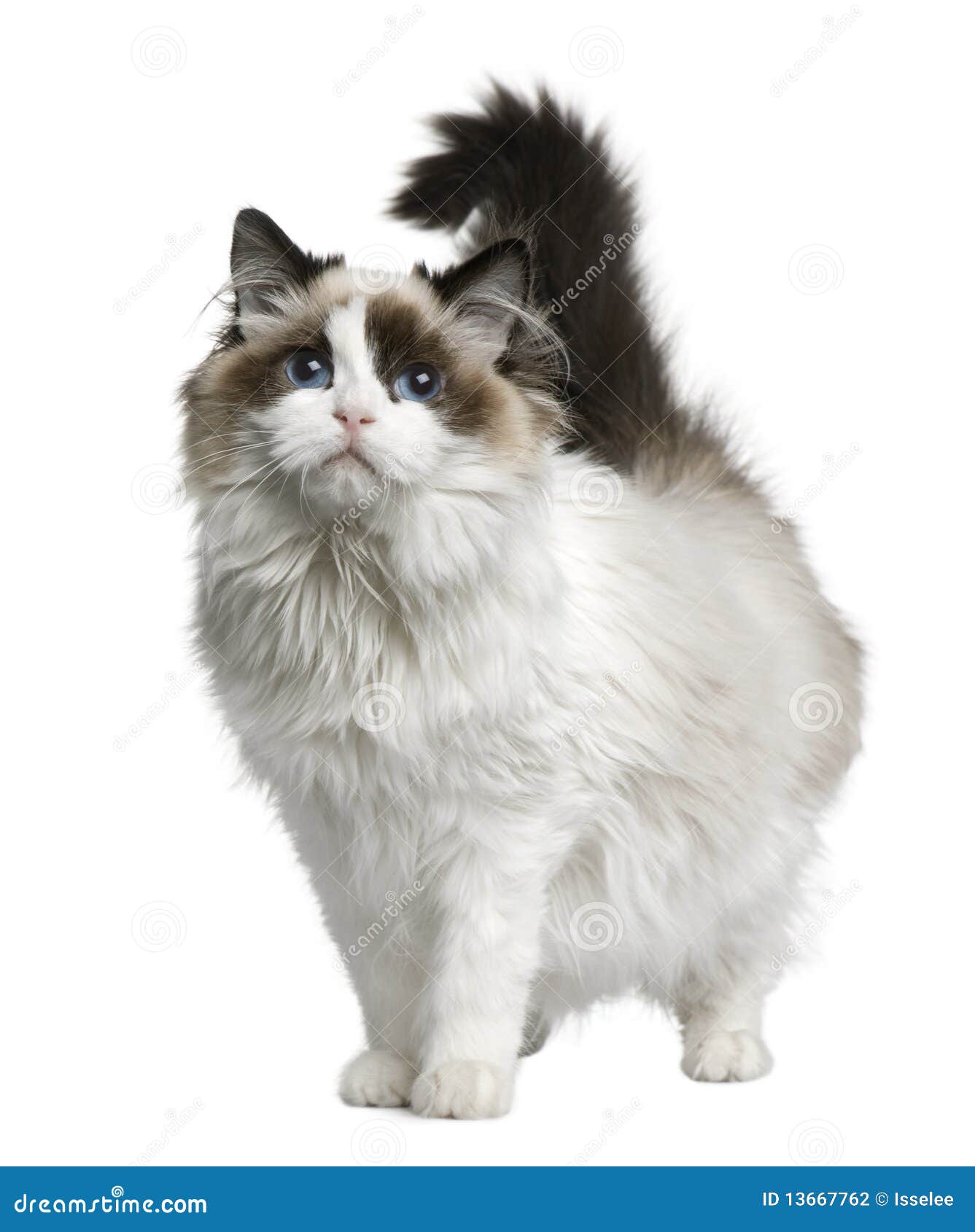 Gatto di Ragdoll, 7 mesi fotografia stock. Immagine di mammifero - 13667762