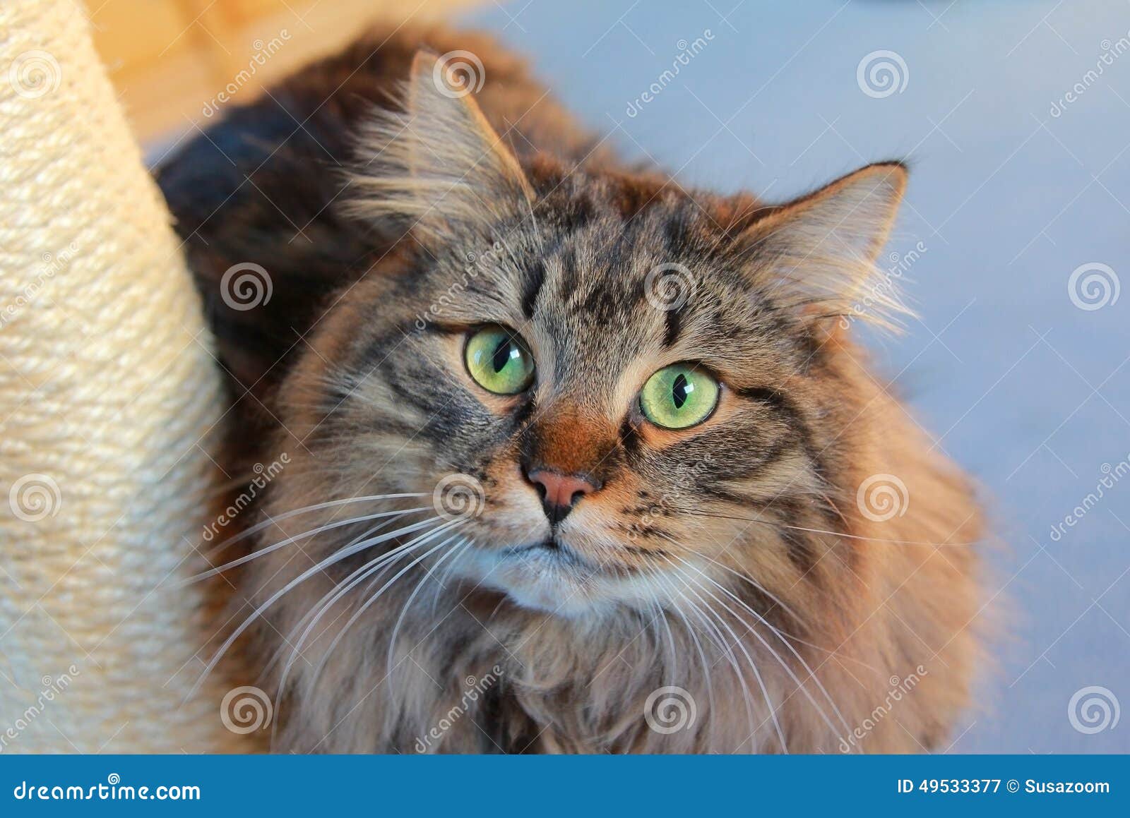 Gatto di razza siberiano immagine stock. Immagine di testa - 49533377