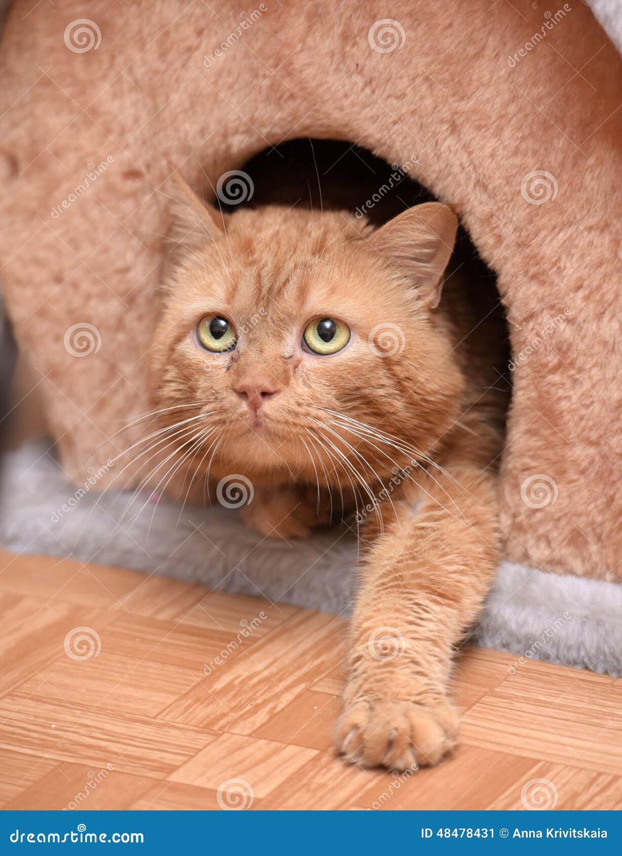 Gatto Di Rosso Del Grasso-gatto Immagine Stock - Immagine di zenzero ...