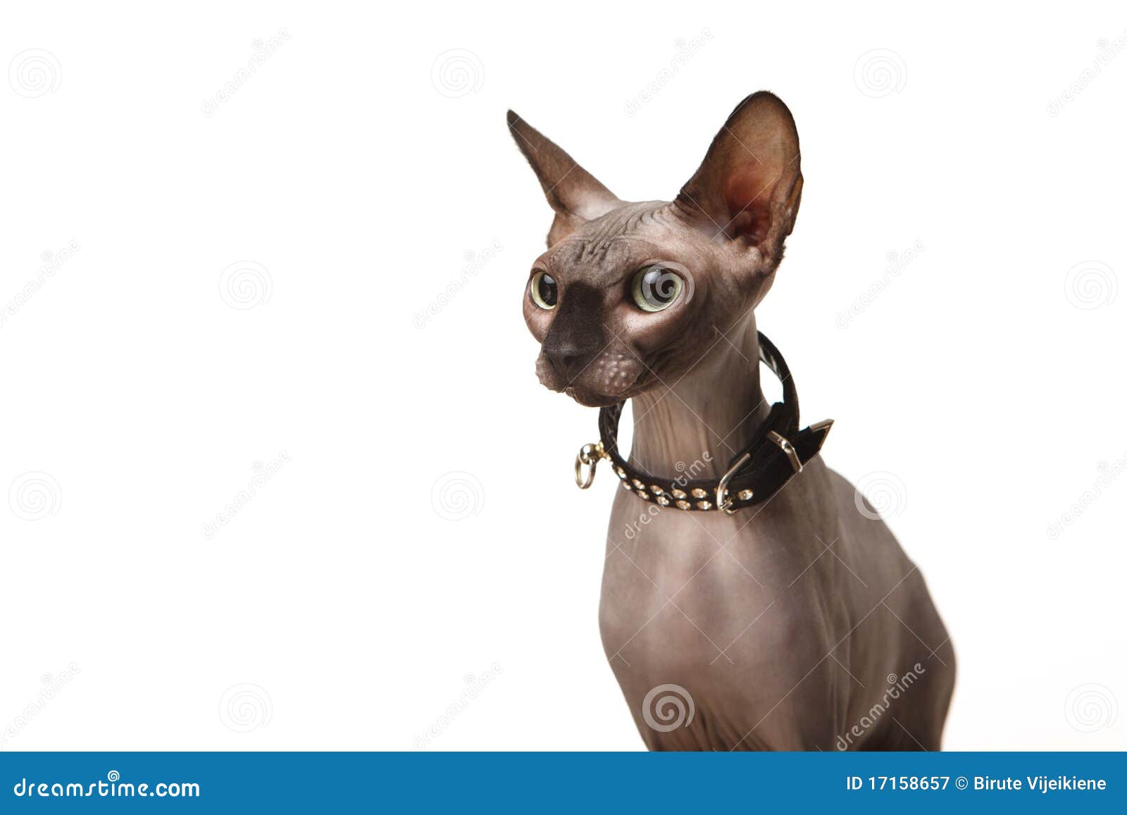 Gatto di Sphynx immagine stock. Immagine di puro, sputare - 17158657