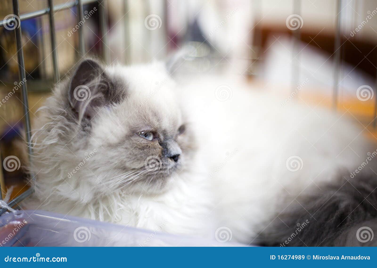 Gatto dolce immagine stock. Immagine di puro, nazionale - 16274989