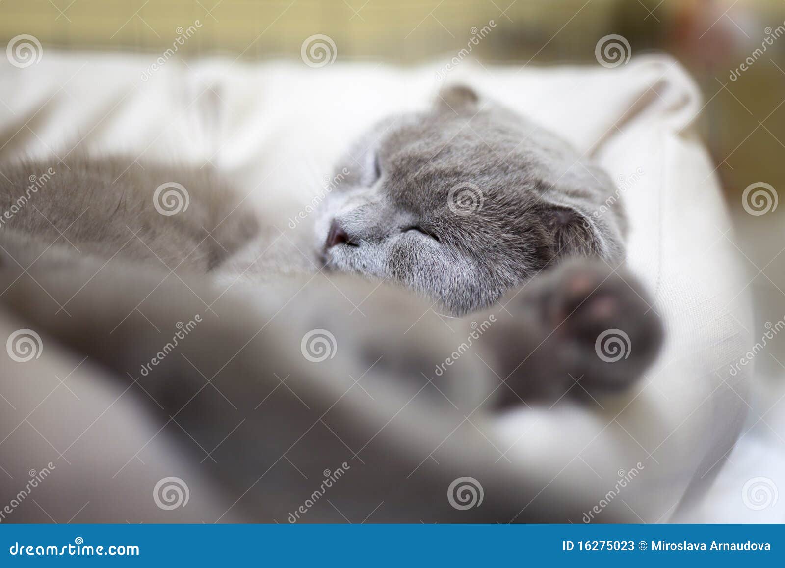 Gatto dolce immagine stock. Immagine di giocoso, ritratto - 16275023