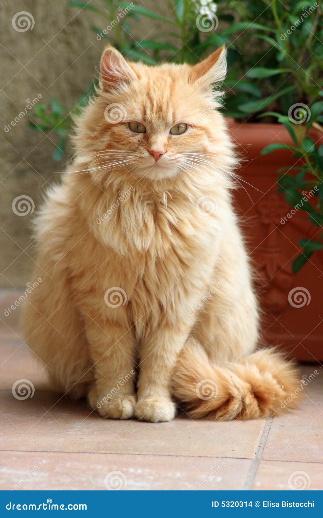 Gatto dolce fotografia stock. Immagine di sfondo, mammifero - 5320314