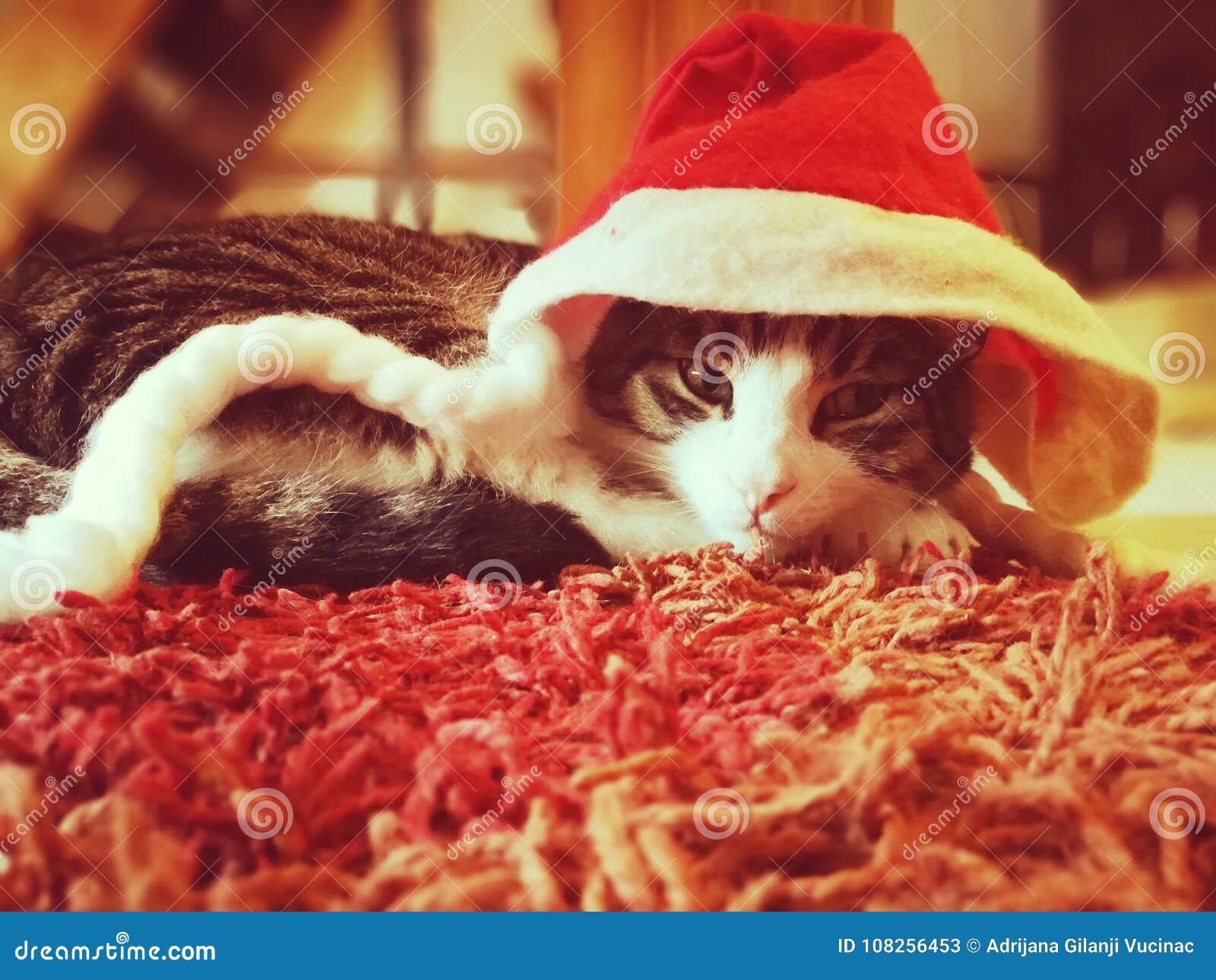 Gatto Dolce Con Il Cappuccio Di Natale Immagine Stock - Immagine di ...