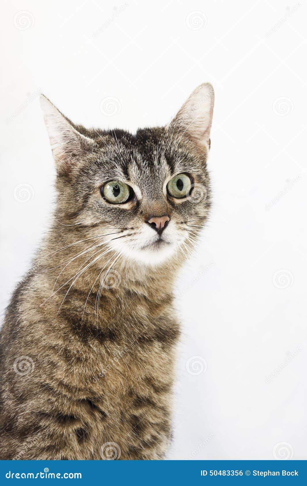 Gatto Domestico, Gattino, Ritratto Fotografia Stock - Immagine di ...