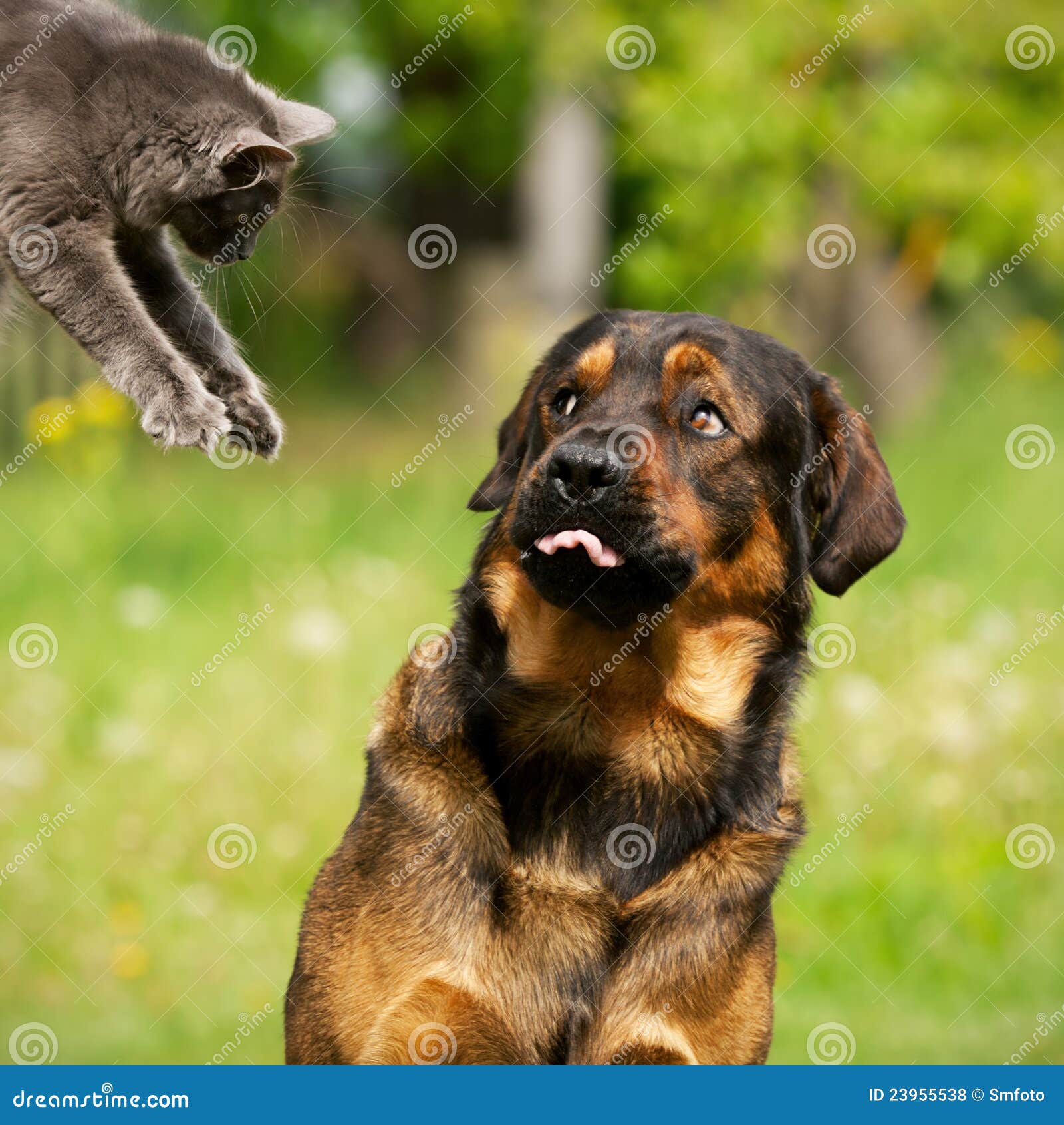 Gatto e cane fotografia stock. Immagine di gatto, divertimento - 23955538