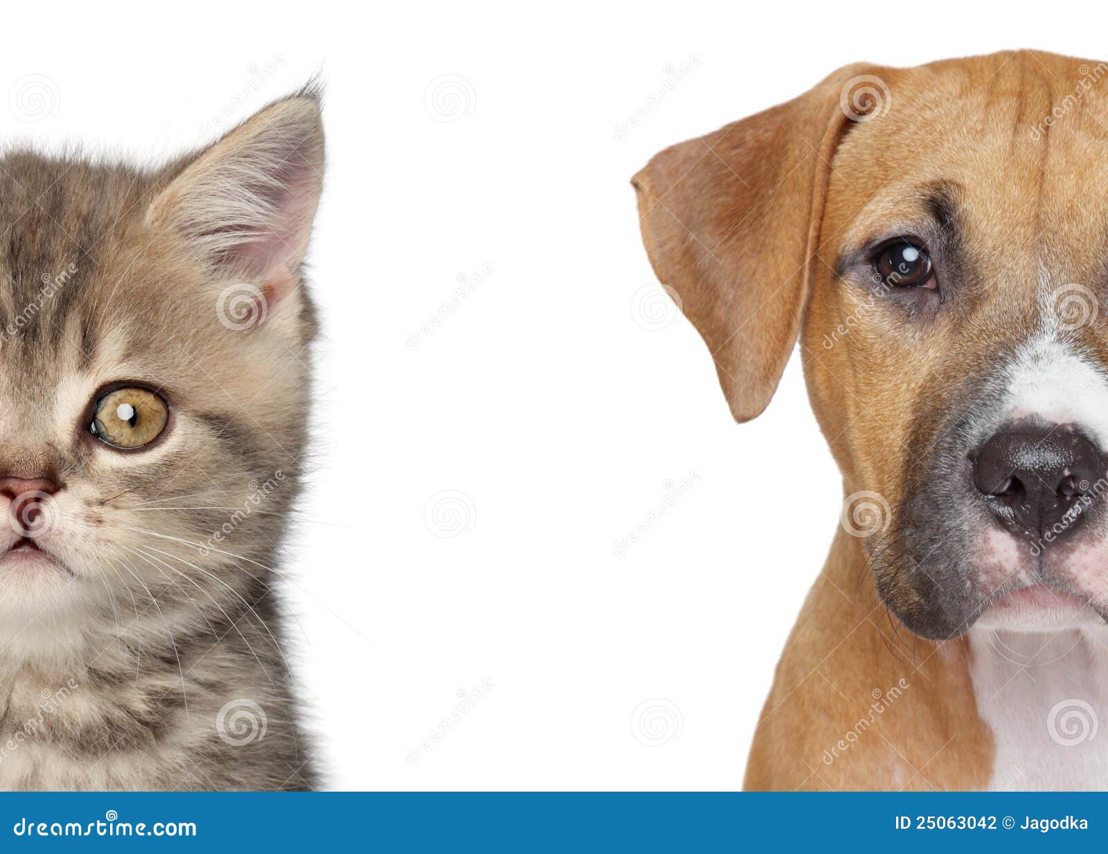 Gatto e cane fotografia stock. Immagine di museruola - 25063042