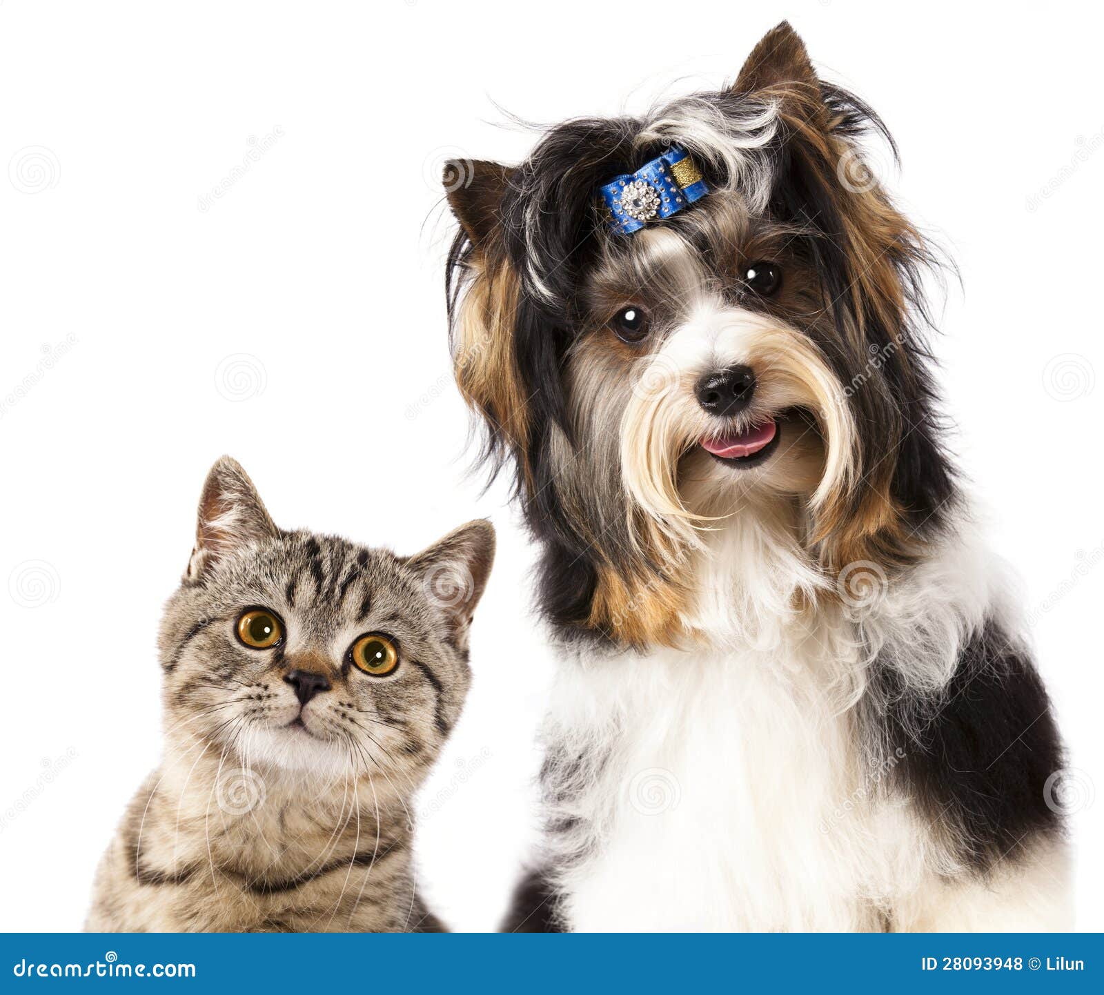 Gatto e cane fotografia stock. Immagine di divertimento - 28093948