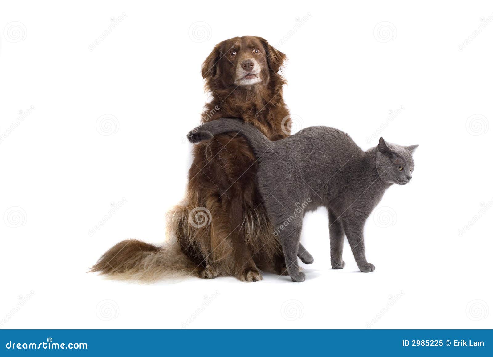 Gatto e cane immagine stock. Immagine di pets, nazionale - 2985225