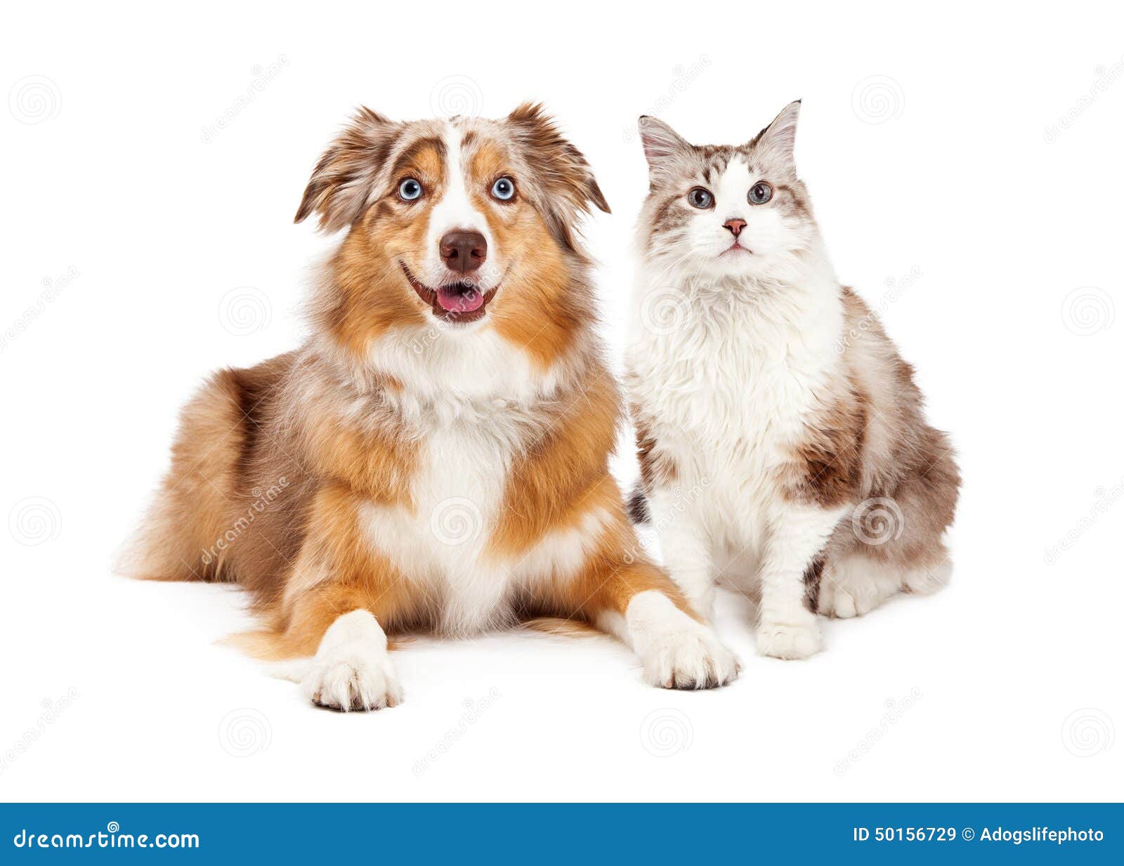 Gatto E Cane Felice Insieme Immagine Stock - Immagine di gatto, felino ...