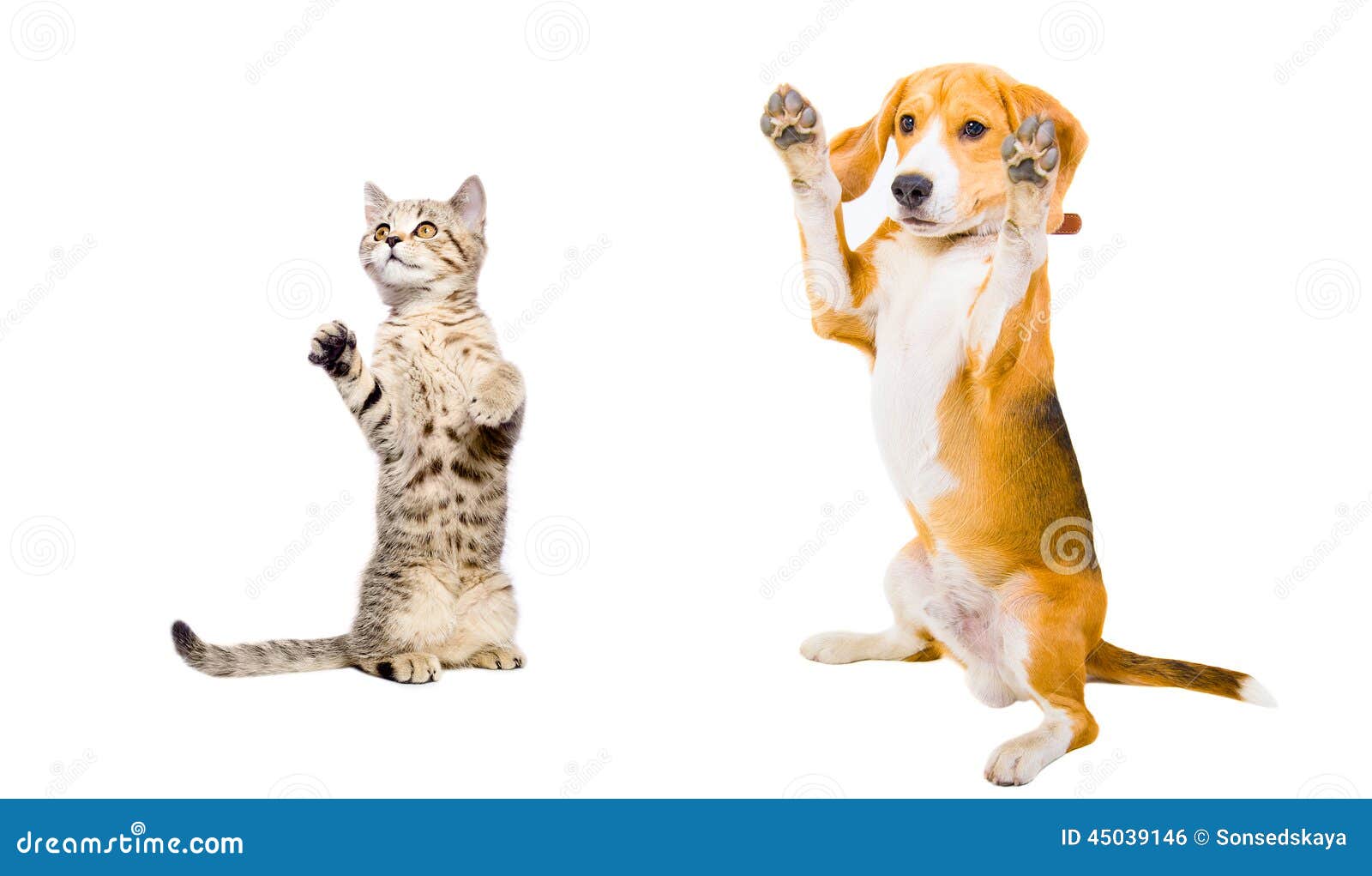 Gatto e cane insieme fotografia stock. Immagine di amicizia - 45039146