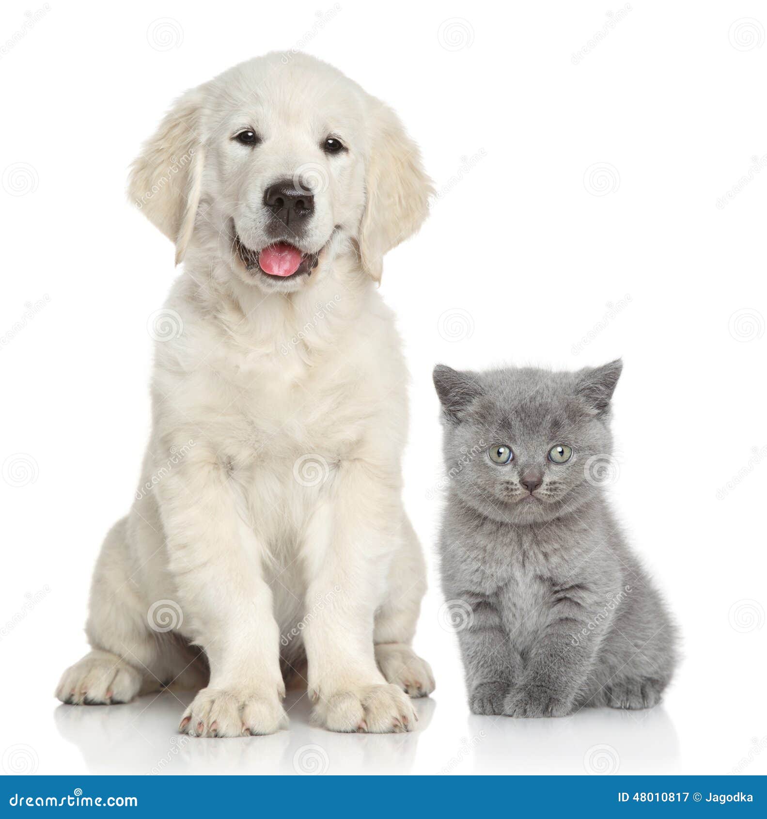 Gatto e cane insieme immagine stock. Immagine di razza - 48010817
