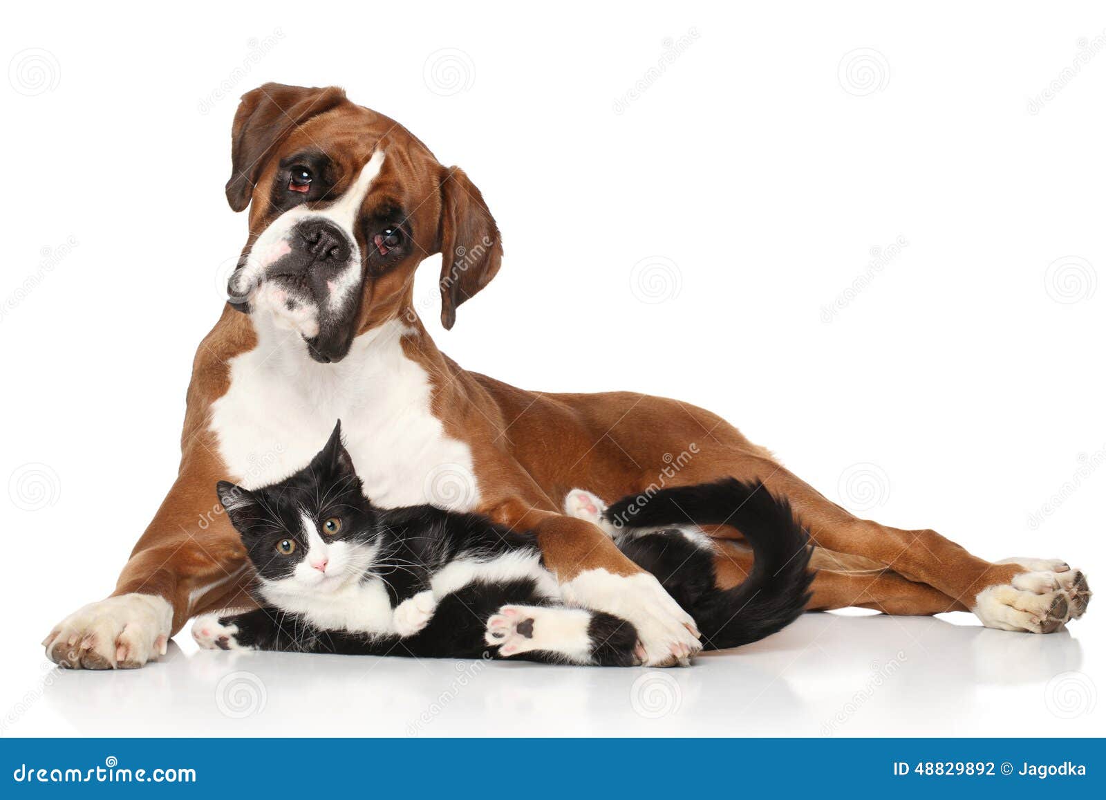 Gatto e cane insieme fotografia stock. Immagine di amicizia - 48829892