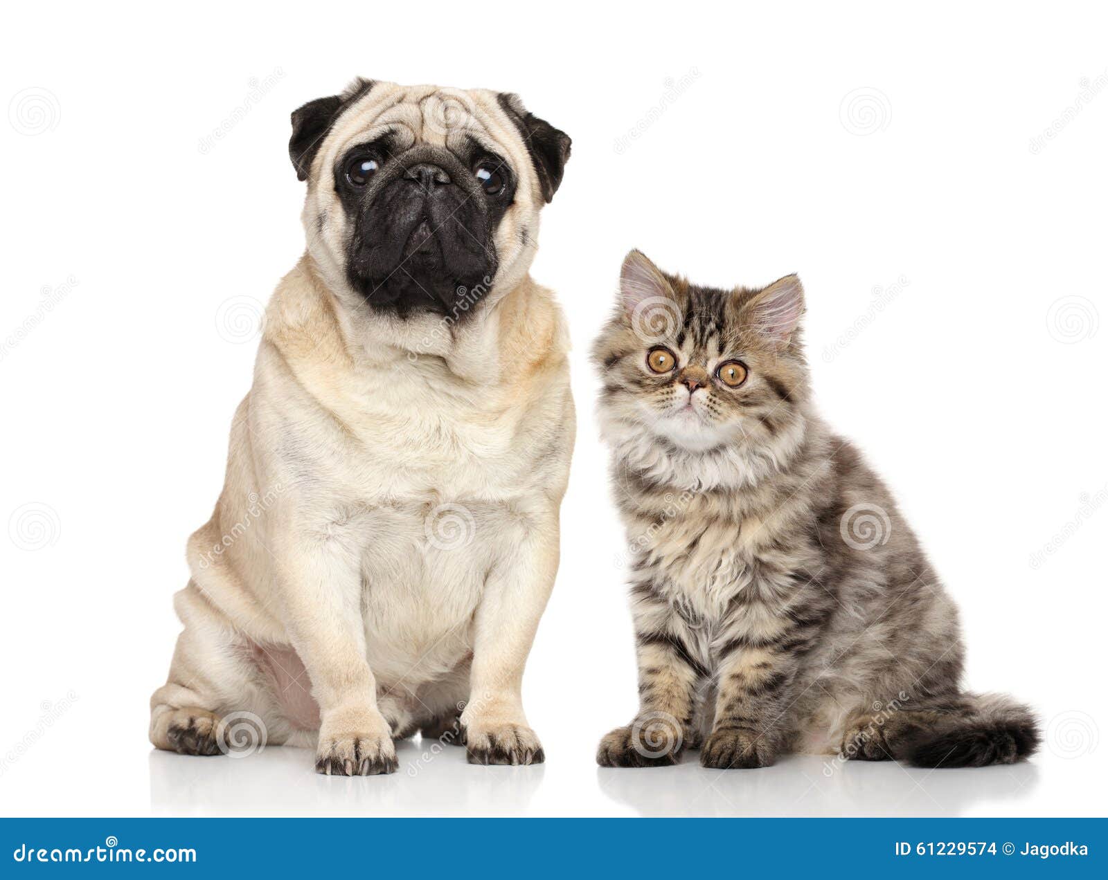 Gatto e cane insieme fotografia stock. Immagine di amicizia - 61229574