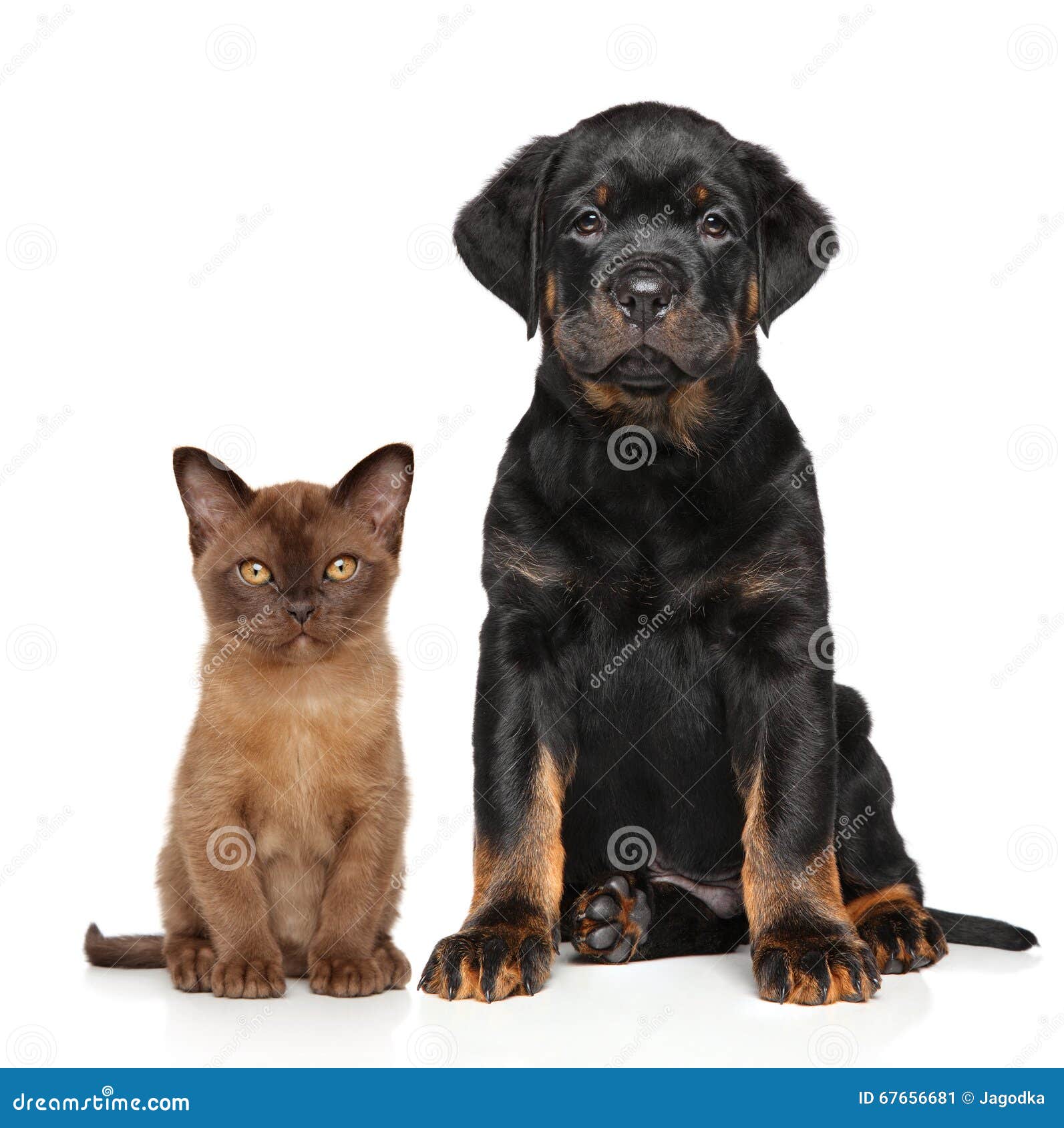Gatto e cane insieme immagine stock. Immagine di gattino - 67656681