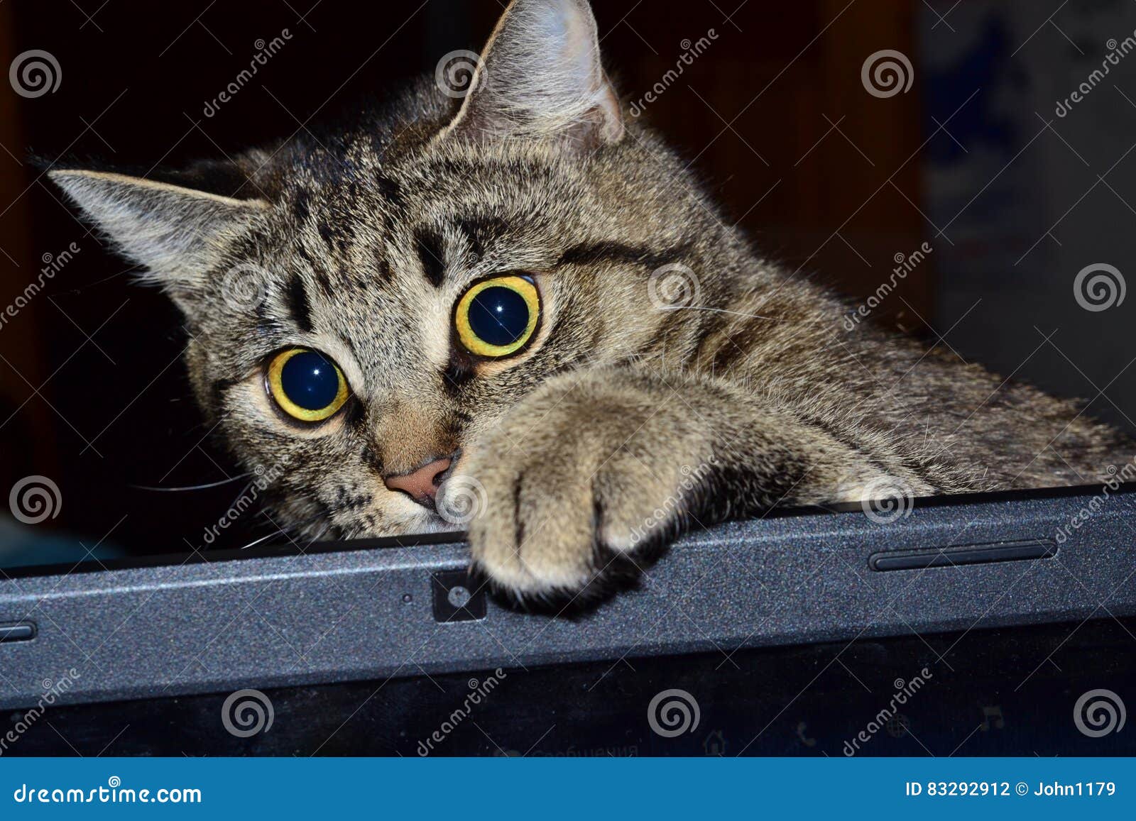 Gatto e computer portatile fotografia stock. Immagine di divertente ...