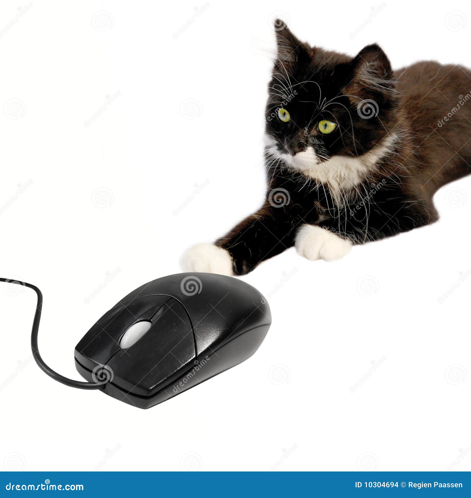 Gatto e mouse 3 fotografia stock. Immagine di comunicazione - 10304694