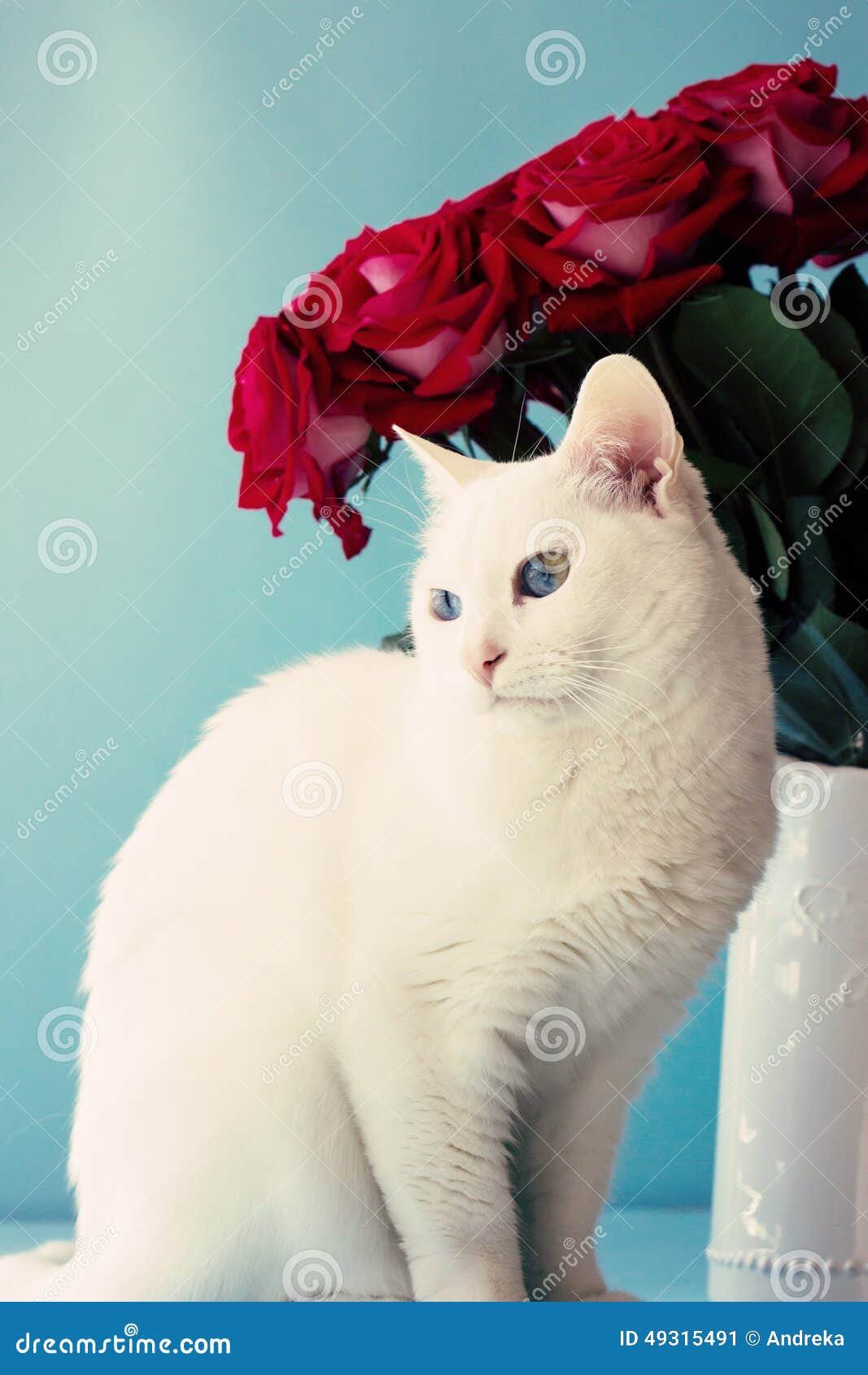 Gatto e rose rosse bianchi immagine stock. Immagine di fotographia ...