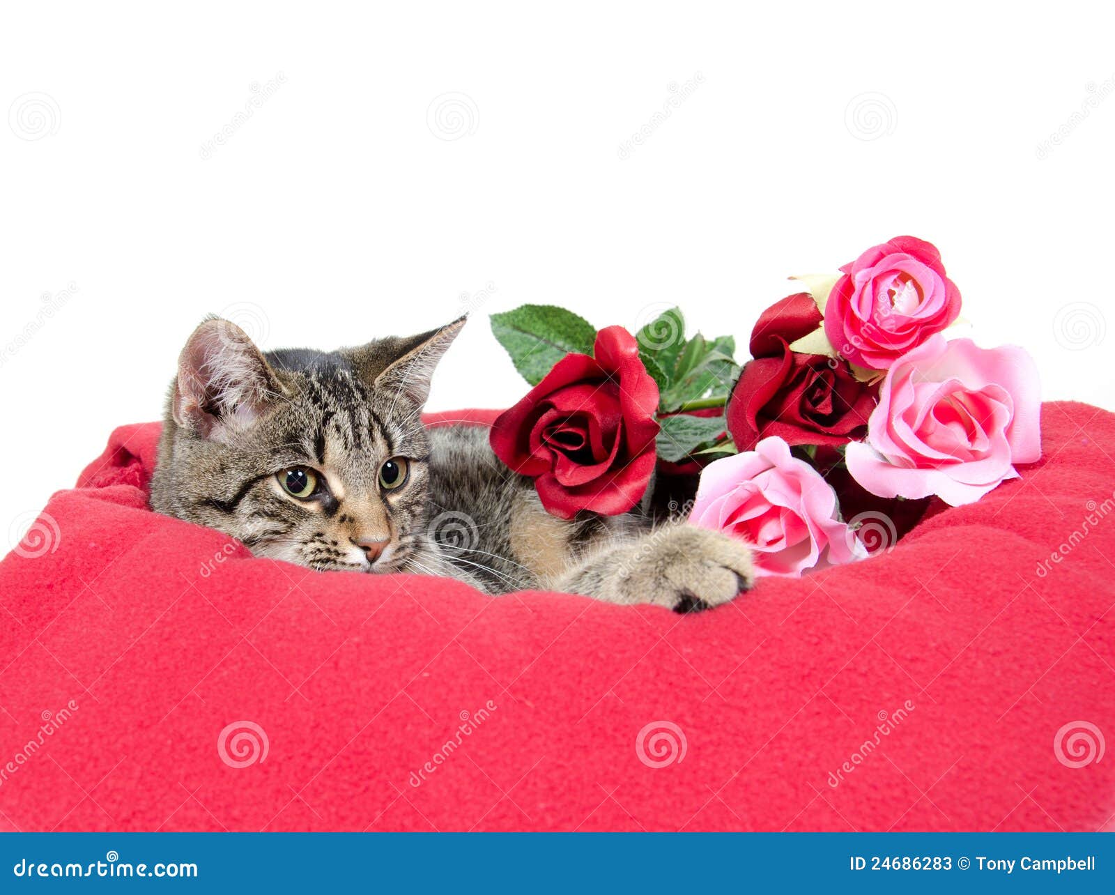 Gatto e rose svegli immagine stock. Immagine di fiori - 24686283