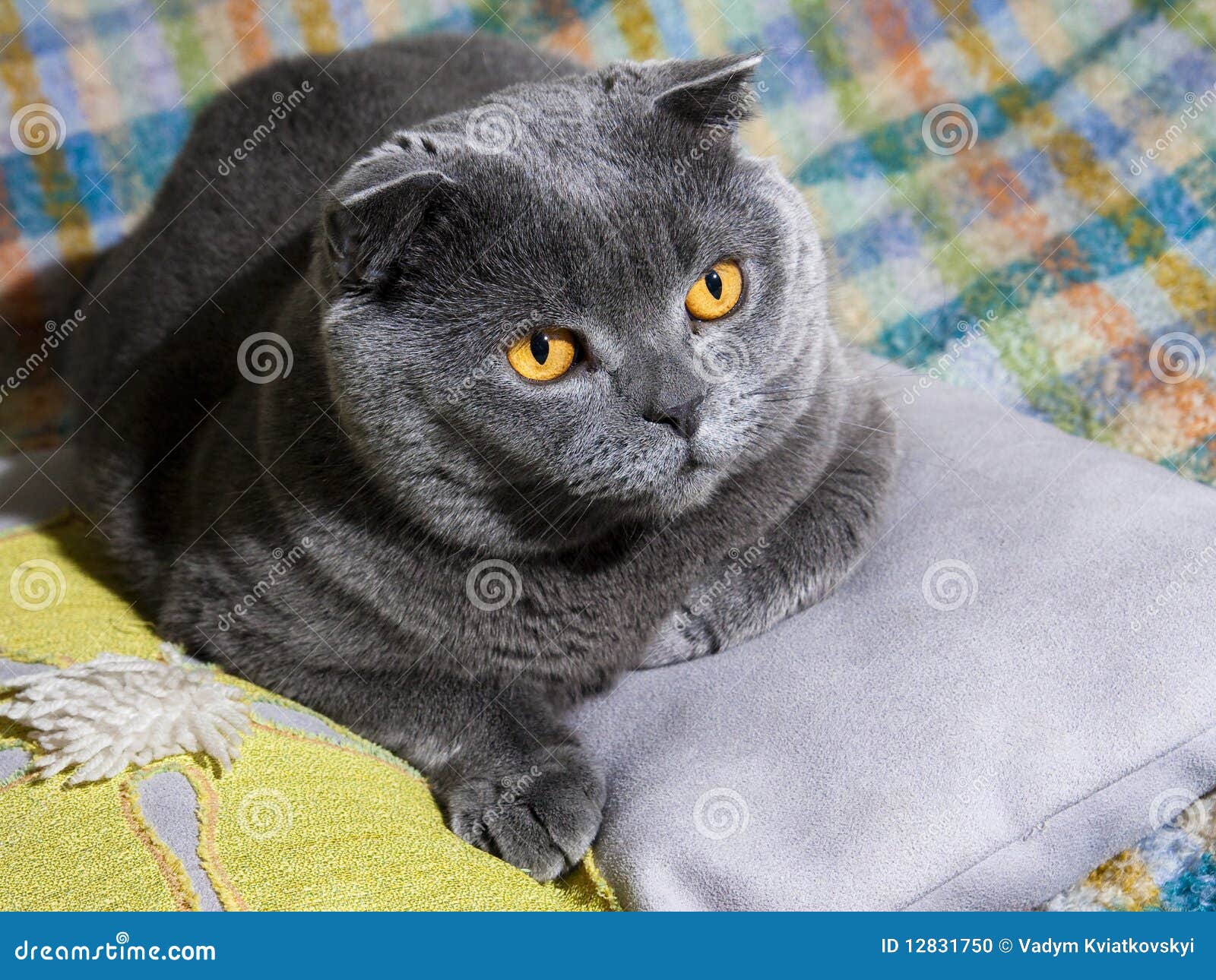 Gatto grasso fotografia stock. Immagine di faccia, divertente - 12831750