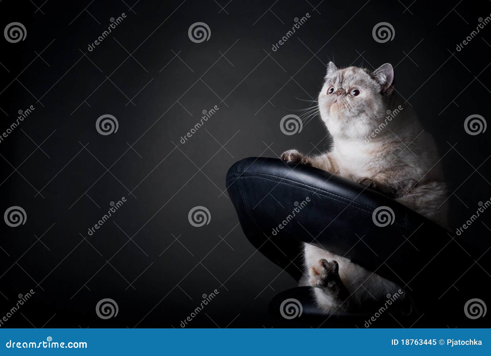 Gatto grasso immagine stock. Immagine di nero, gatto - 18763445