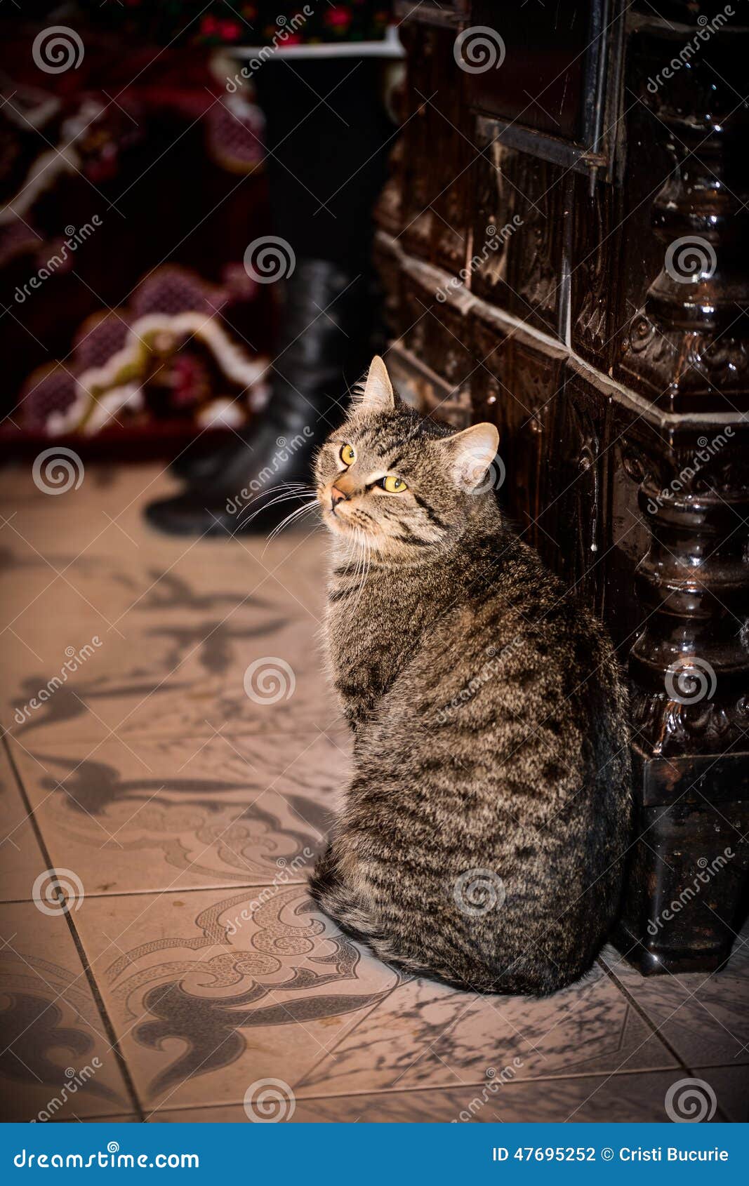 Gatto grasso fotografia stock. Immagine di gatto, triste - 47695252