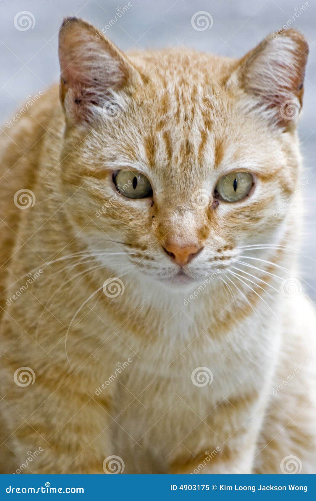 Gatto grasso arancione immagine stock. Immagine di innocente - 4903175