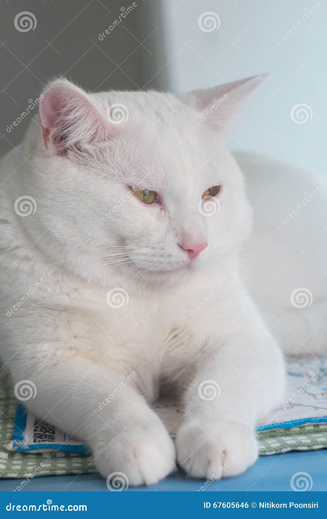 Gatto grasso bianco fotografia stock. Immagine di gattino - 67605646