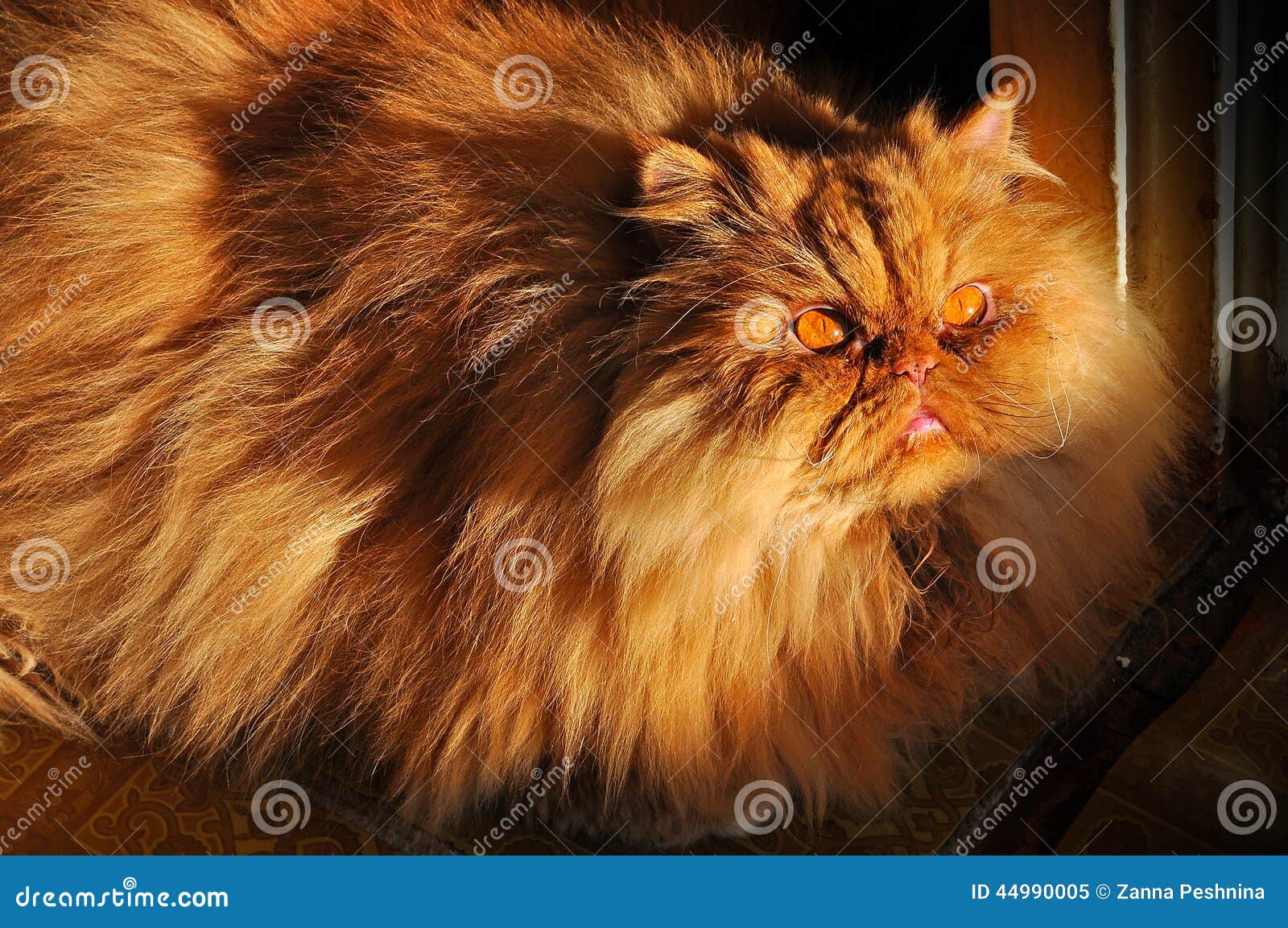 Gatto Grasso Che Mette Sul Pavimento Immagine Stock - Immagine di ...
