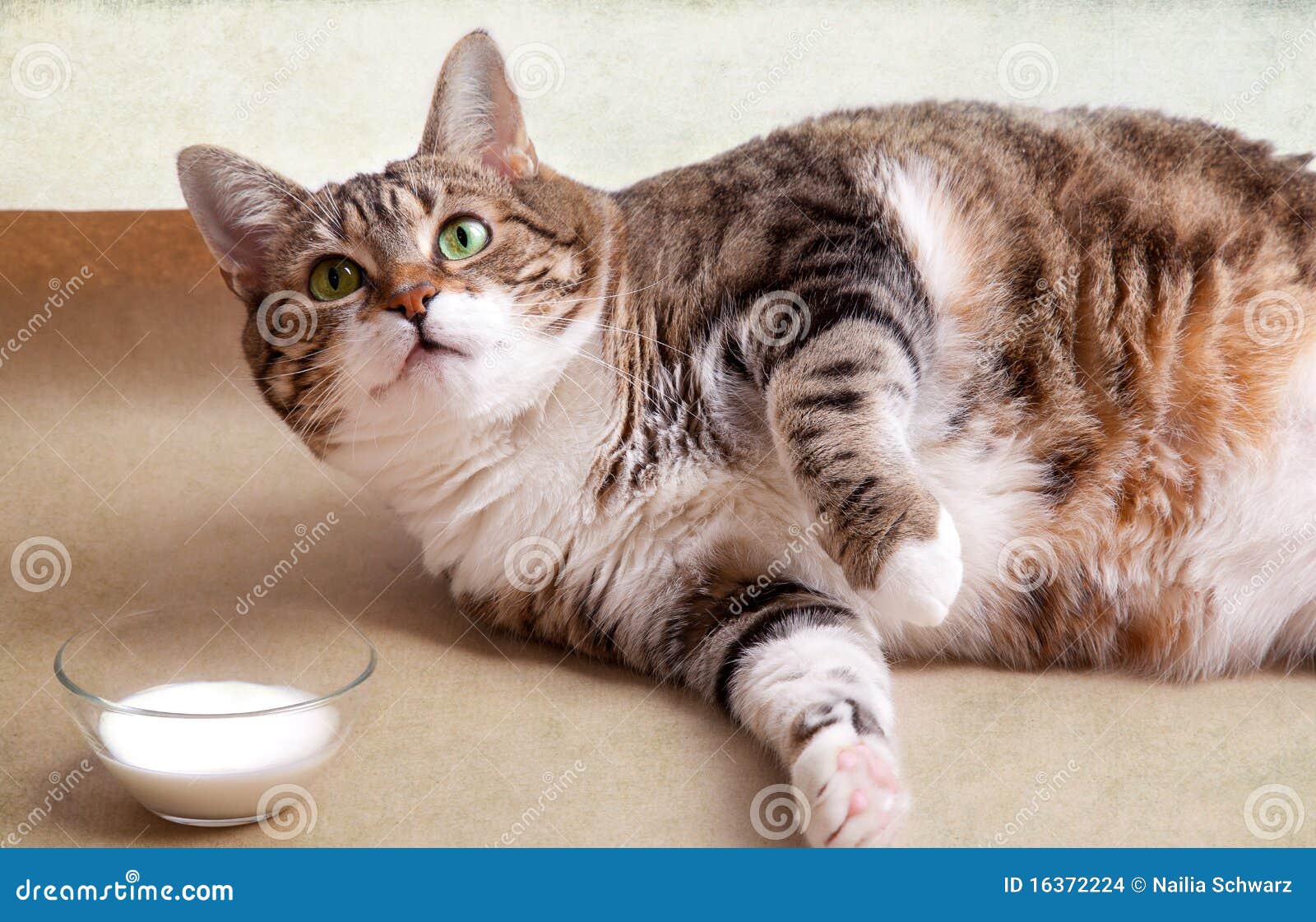 Gatto grasso con latte fotografia stock. Immagine di osservare - 16372224