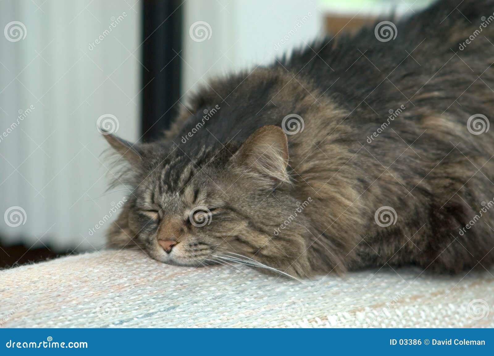 Gatto grasso dell'Ali fotografia stock. Immagine di ruotare - 3386