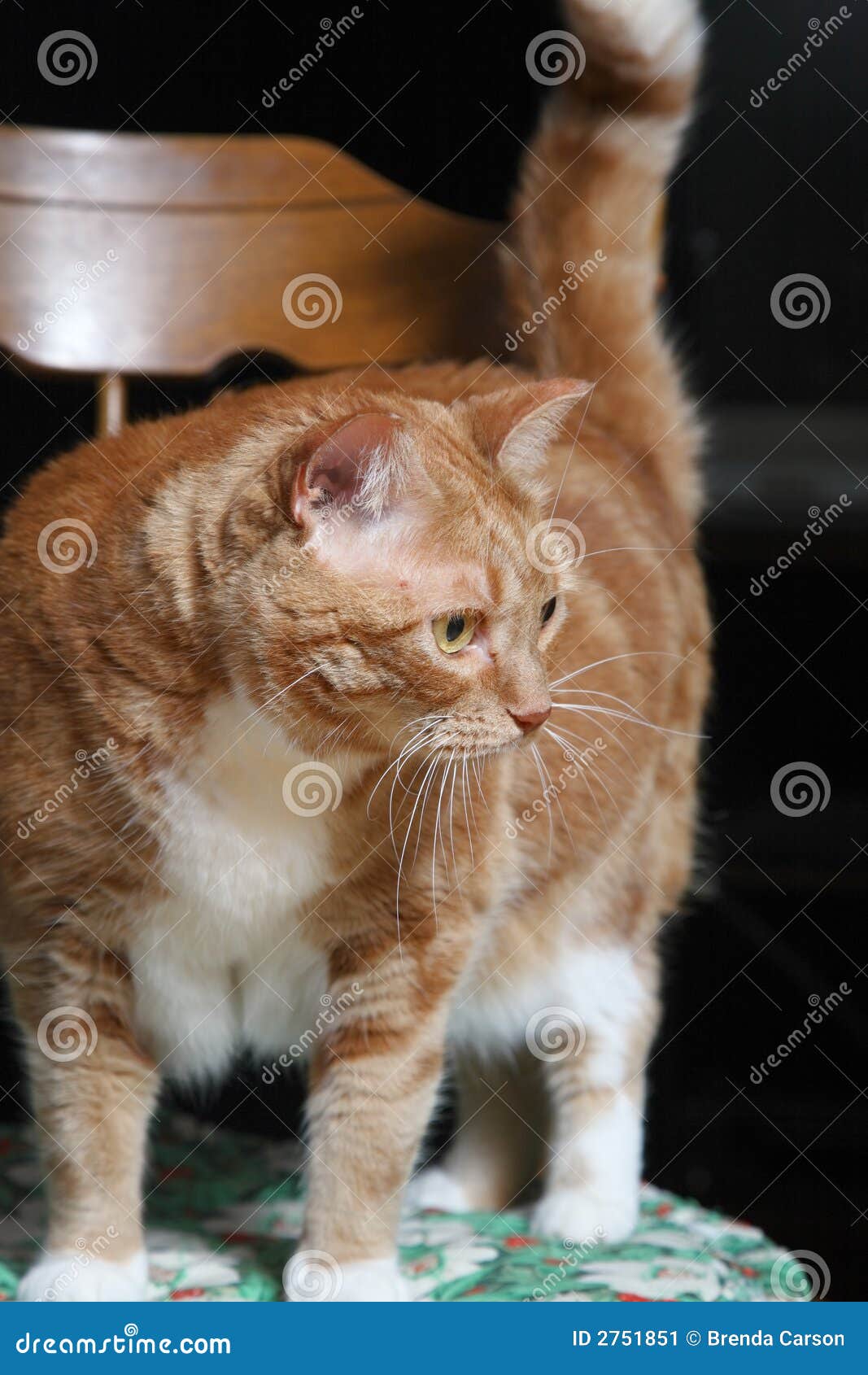 Gatto grasso della nonna immagine stock. Immagine di basamento - 2751851