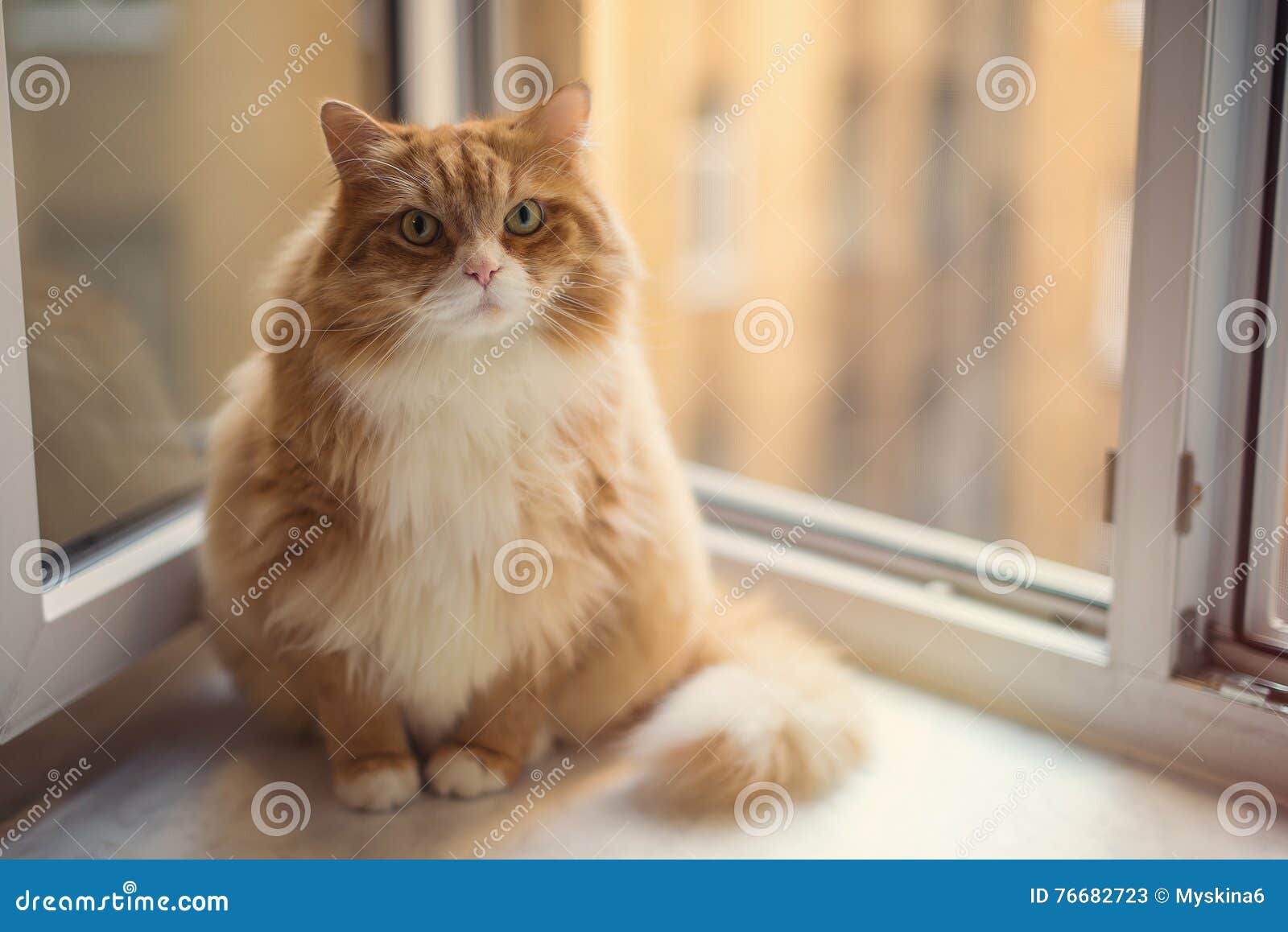 Gatto grasso dello zenzero immagine stock. Immagine di peloso - 76682723