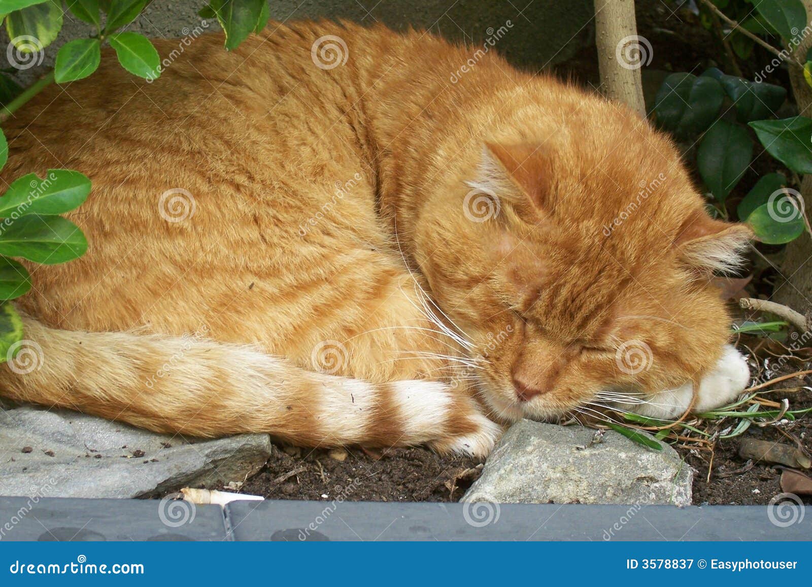 Gatto Grasso Rosso - Gatto Rosso Immagine Stock - Immagine di grasso ...