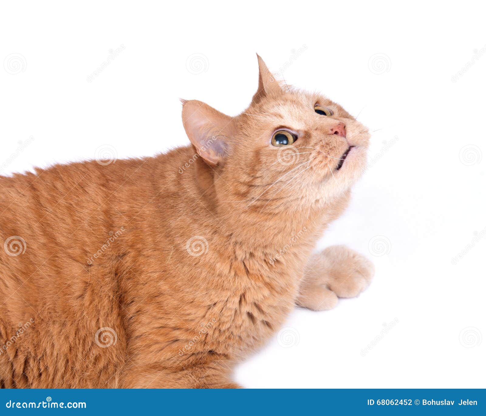 Gatto Grasso Rosso Su Fondo Bianco Fotografia Stock - Immagine di ...