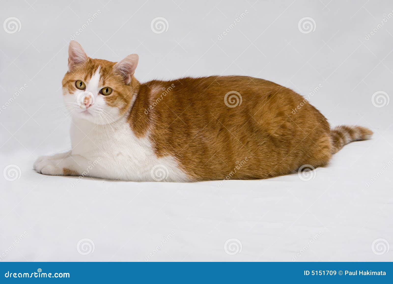 Gatto grasso sveglio immagine stock. Immagine di gatti - 5151709