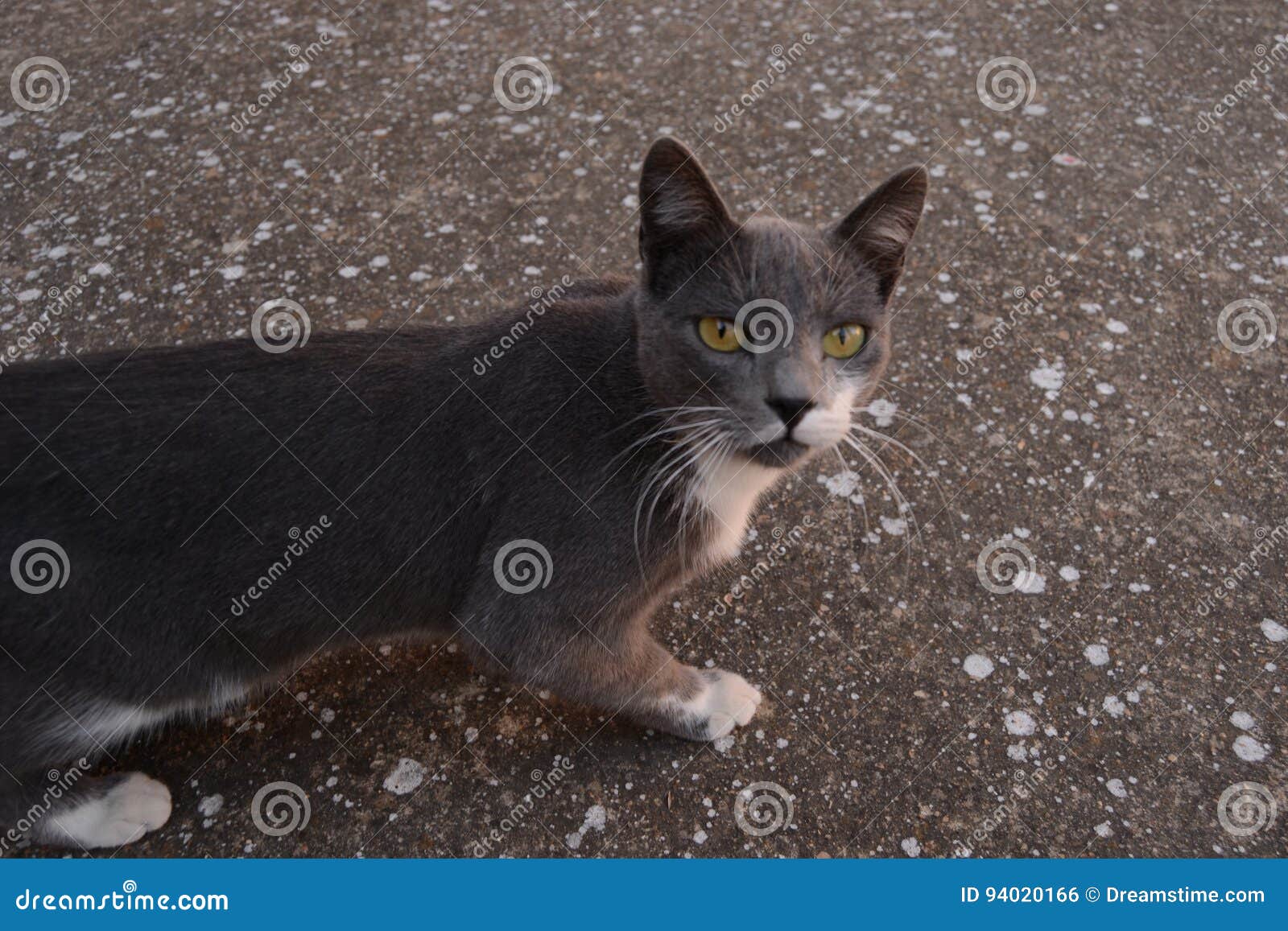 Gatto grigio fotografia stock. Immagine di piccolo, gatto - 94020166