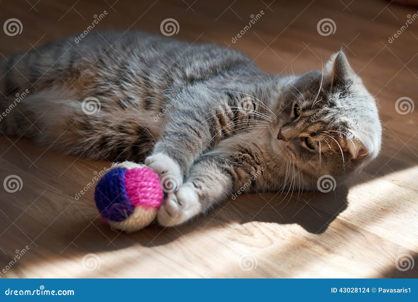 Gatto Grigio Che Gioca Con Un Giocattolo Fotografia Stock - Immagine di ...