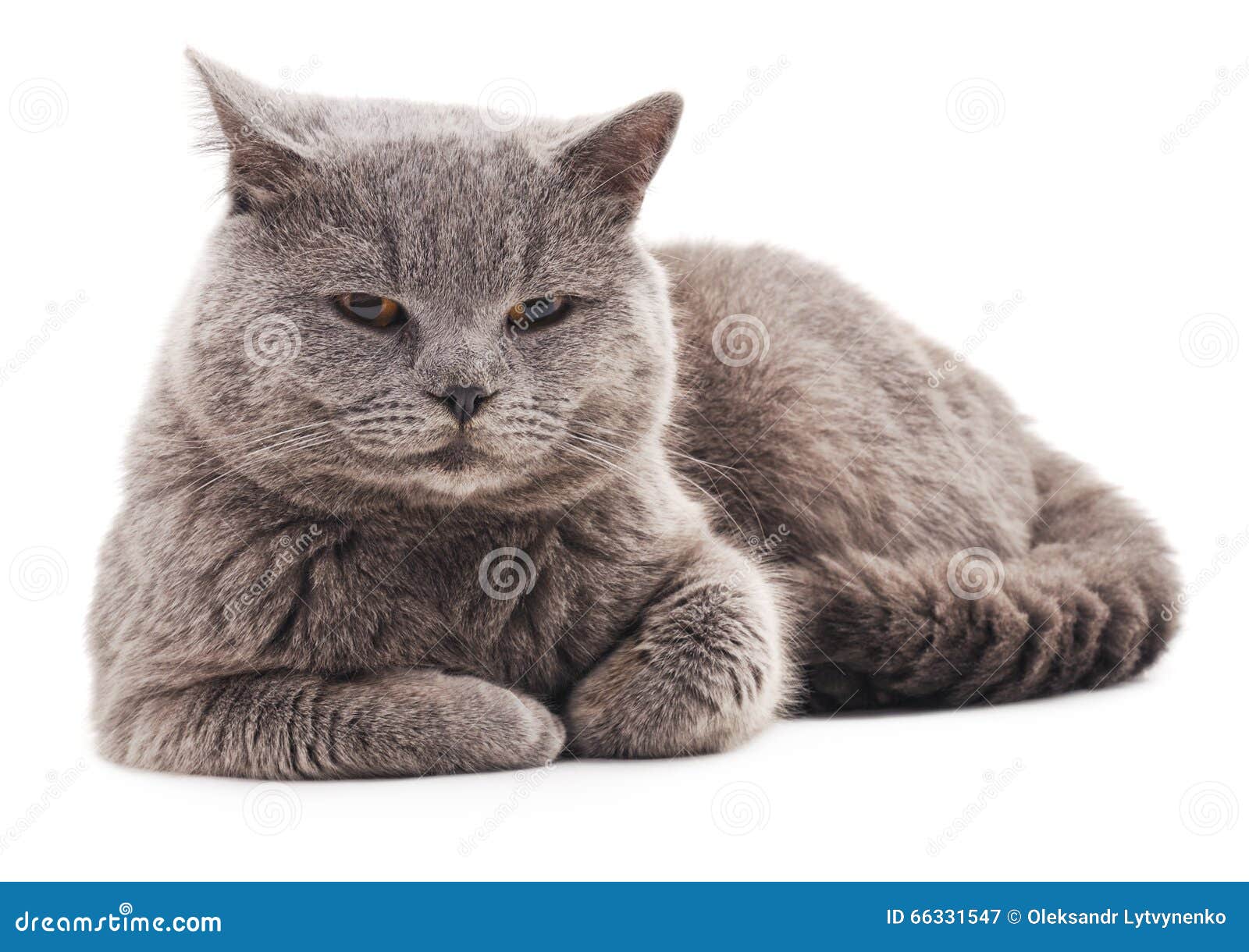 Gatto Grigio Con Gli Occhi Marroni Immagine Stock - Immagine di ...