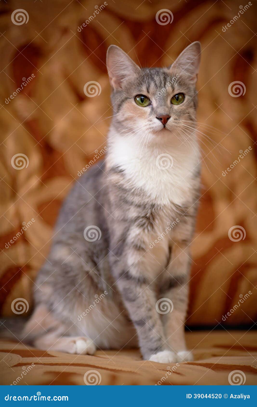 Gatto Grigio Con Gli Occhi Verdi. Fotografia Stock - Immagine di ...