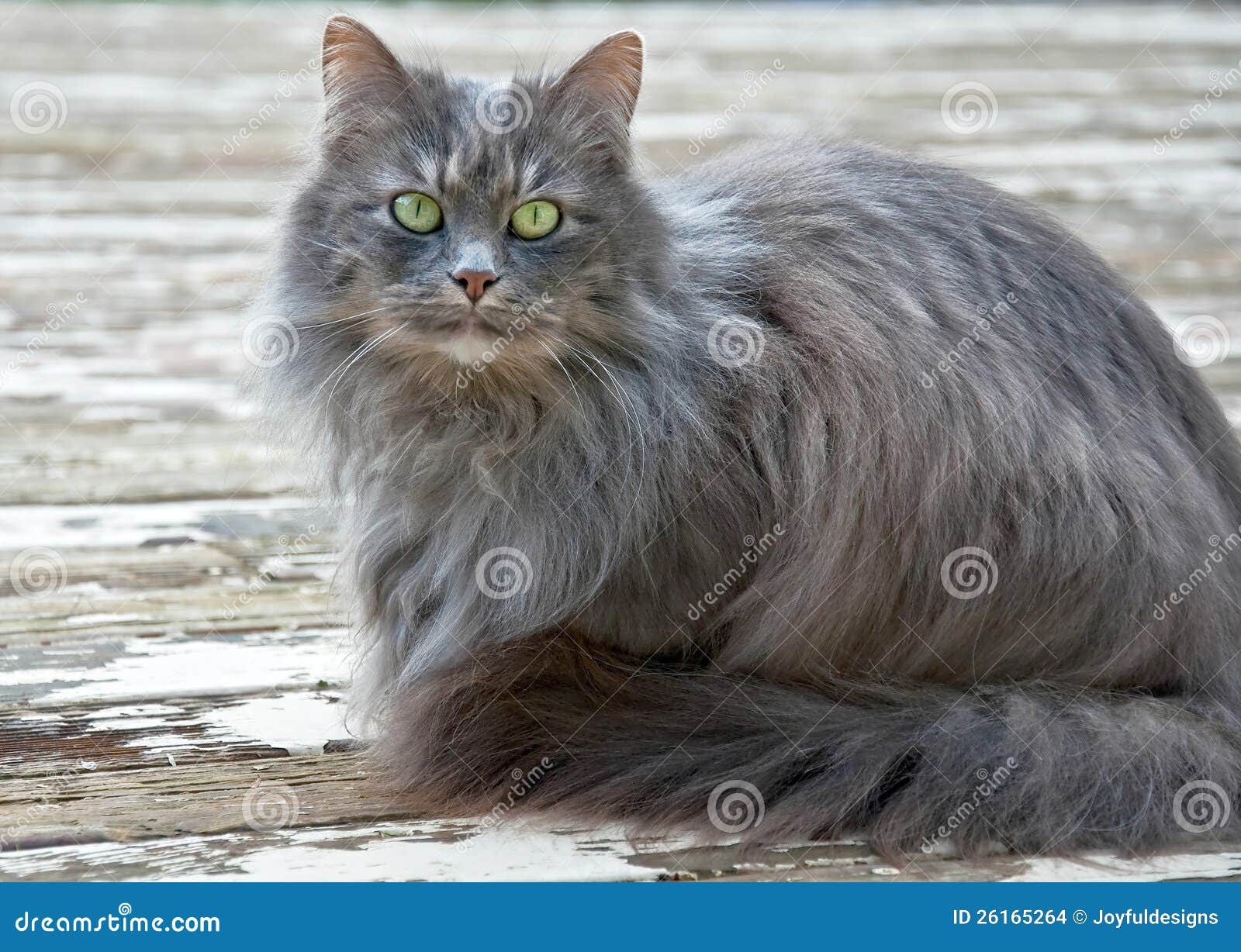 Gatto Grigio Dai Capelli Lunghi Fotografia Stock - Immagine di occhi ...