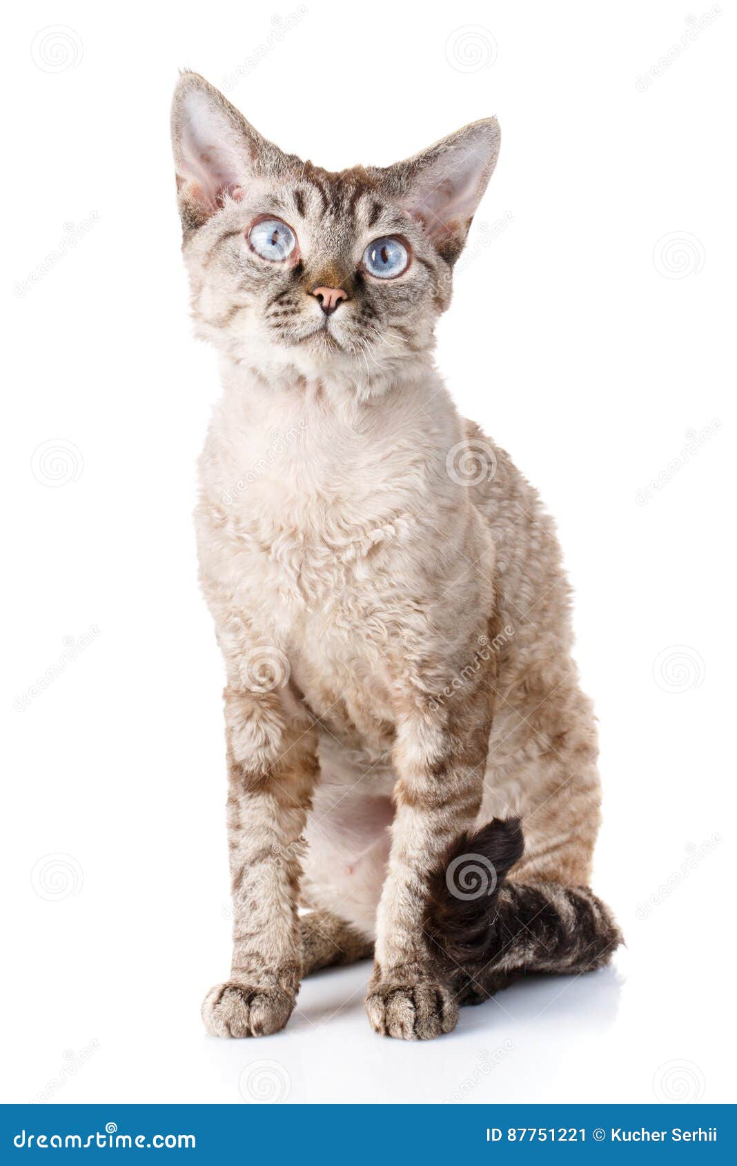 Gatto Grigio Piacevole Del Rex Del Devon Immagine Stock - Immagine di ...