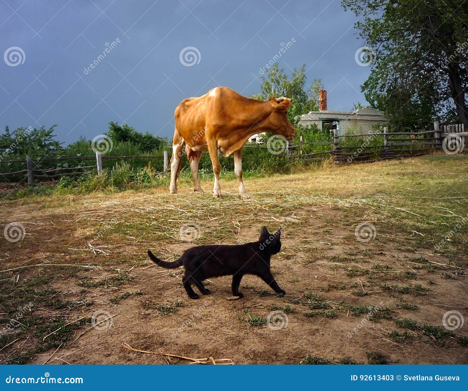 Gatto Nero E Mucca Rossa Villaggio Immagine Stock - Immagine di nube ...