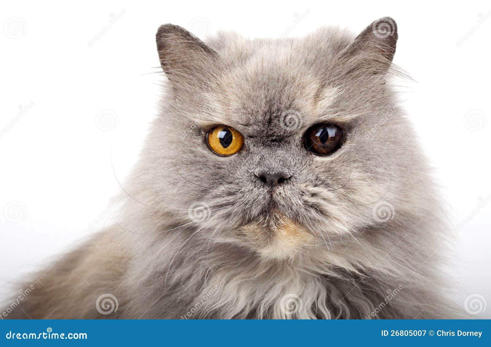 Gatto persiano grigio immagine stock. Immagine di razza - 26805007