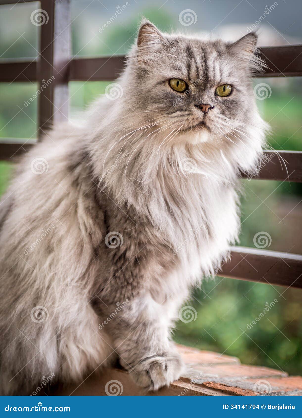 Gatto persiano grigio fotografia stock. Immagine di osservare - 34141794